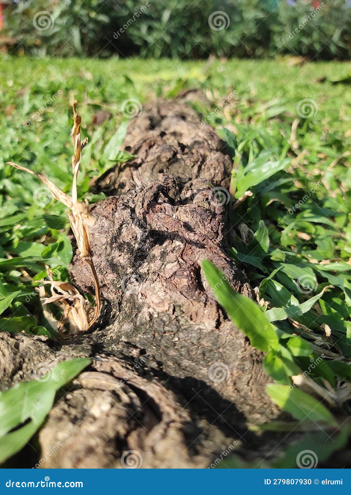 Large Tree Roots that Rise Above the Ground Stock Photo - Image of ...