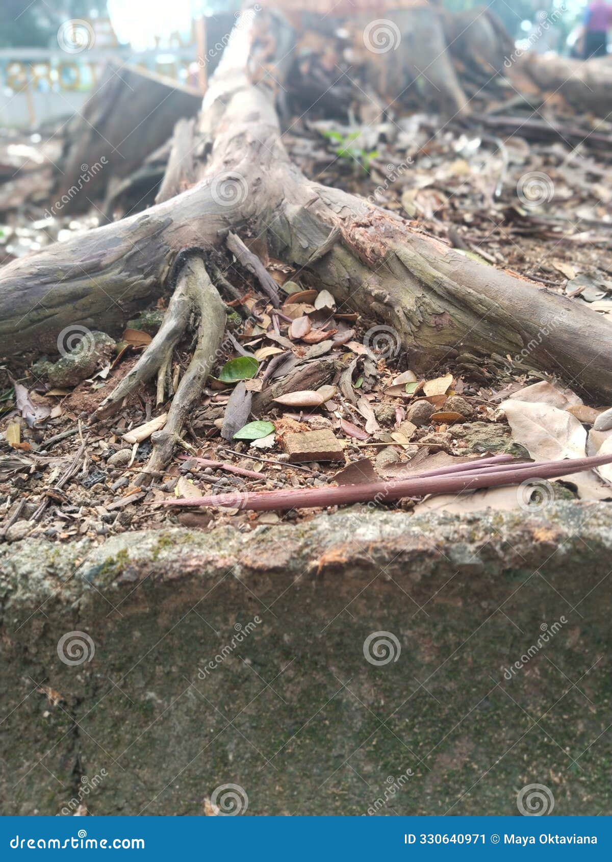 Large Tree Roots on the Side of the Road Stock Image - Image of nest ...