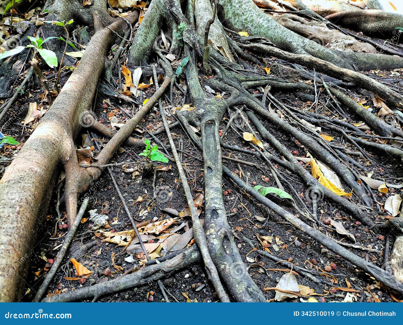 Large Tree Roots Spreading Across the Ground Stock Image - Image of ...
