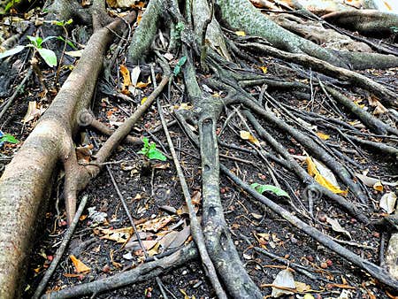 Large Tree Roots Spreading Across the Ground Stock Image - Image of ...
