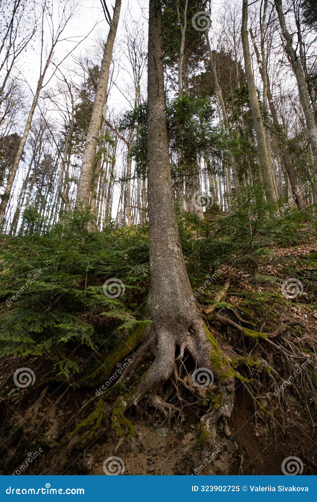 Large Tree Roots in a Spring Forest. Borzhava Range Stock Image - Image ...