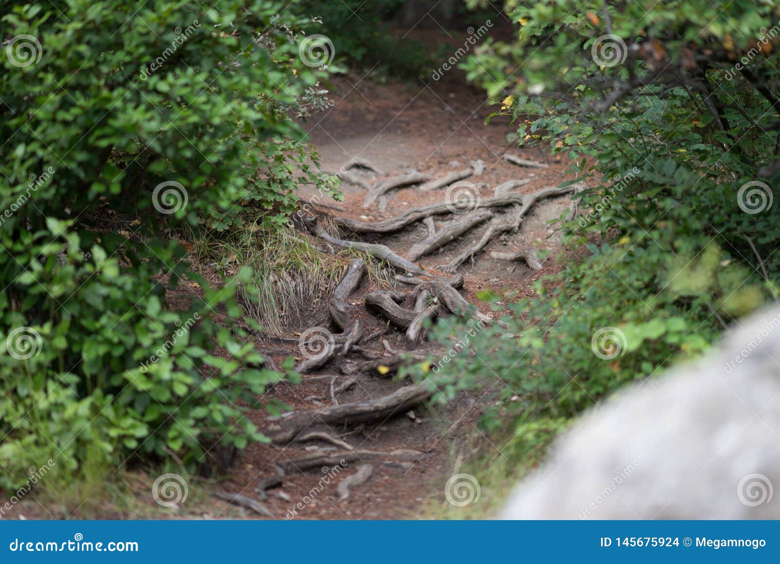 Large Tree Roots Stick Out from the Earth Stock Photo - Image of branch ...