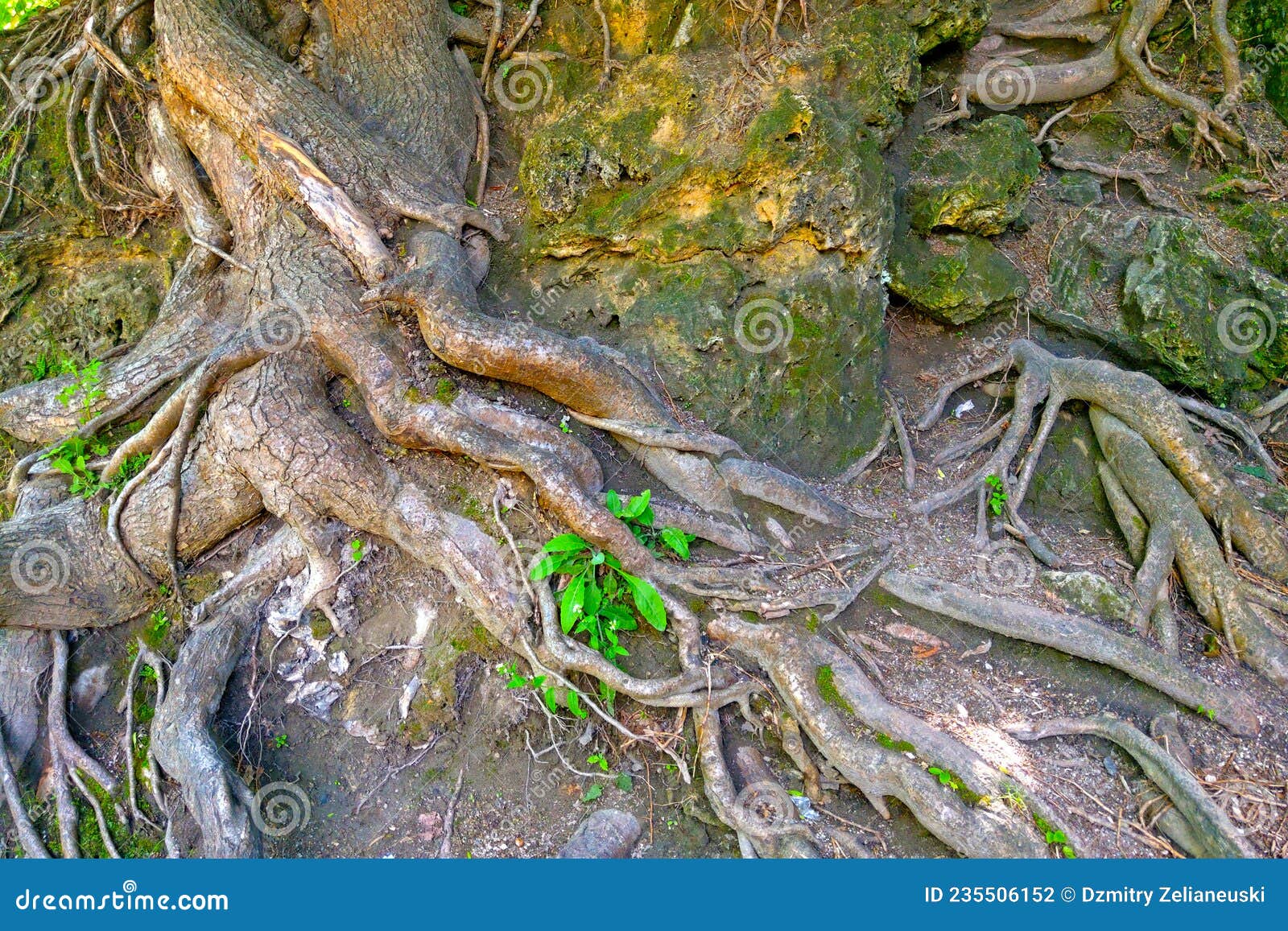 Large Large Tree Roots Stick Out of the Ground. Stock Photo - Image of ...