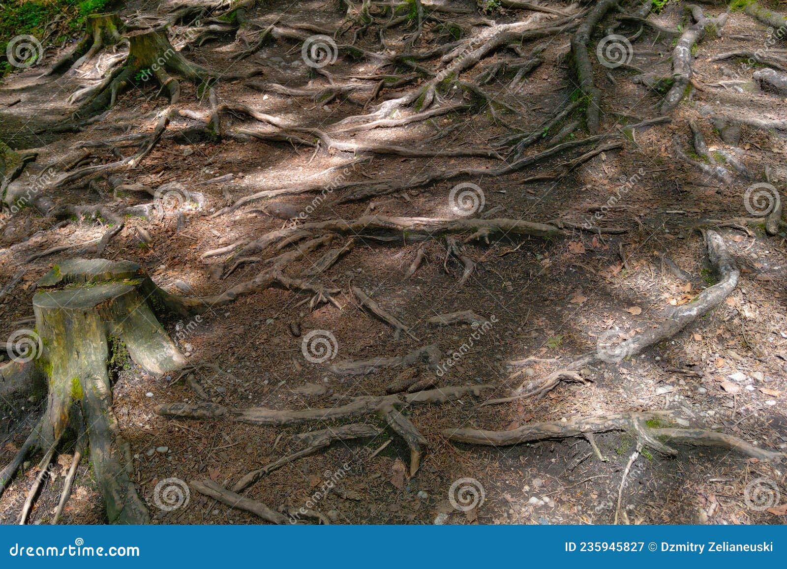 Large Tree Roots Stick Out of the Ground in the Forest. Stock Image ...