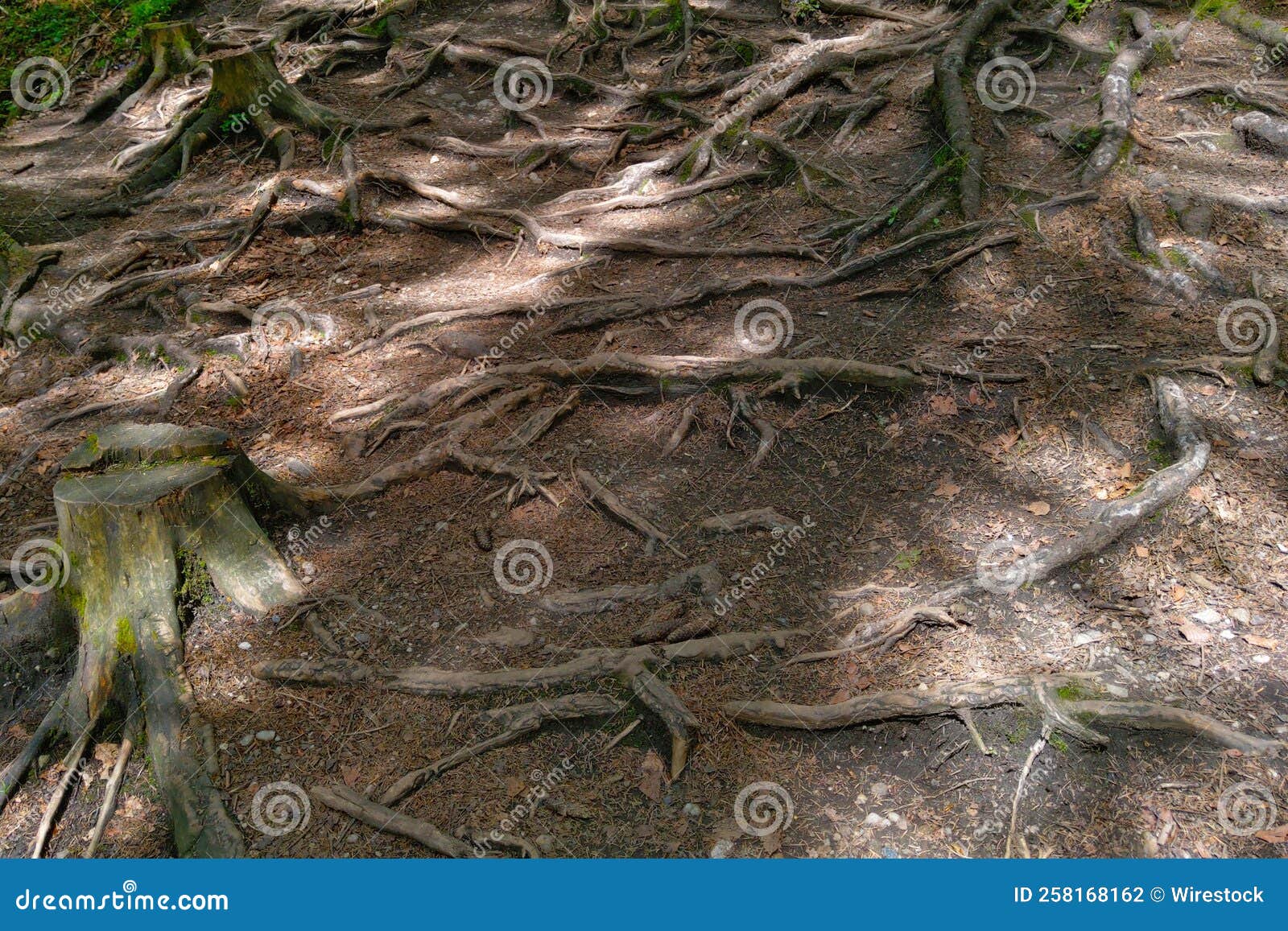 Tree Roots Stick Out of the Ground in the Forest Stock Photo - Image of ...