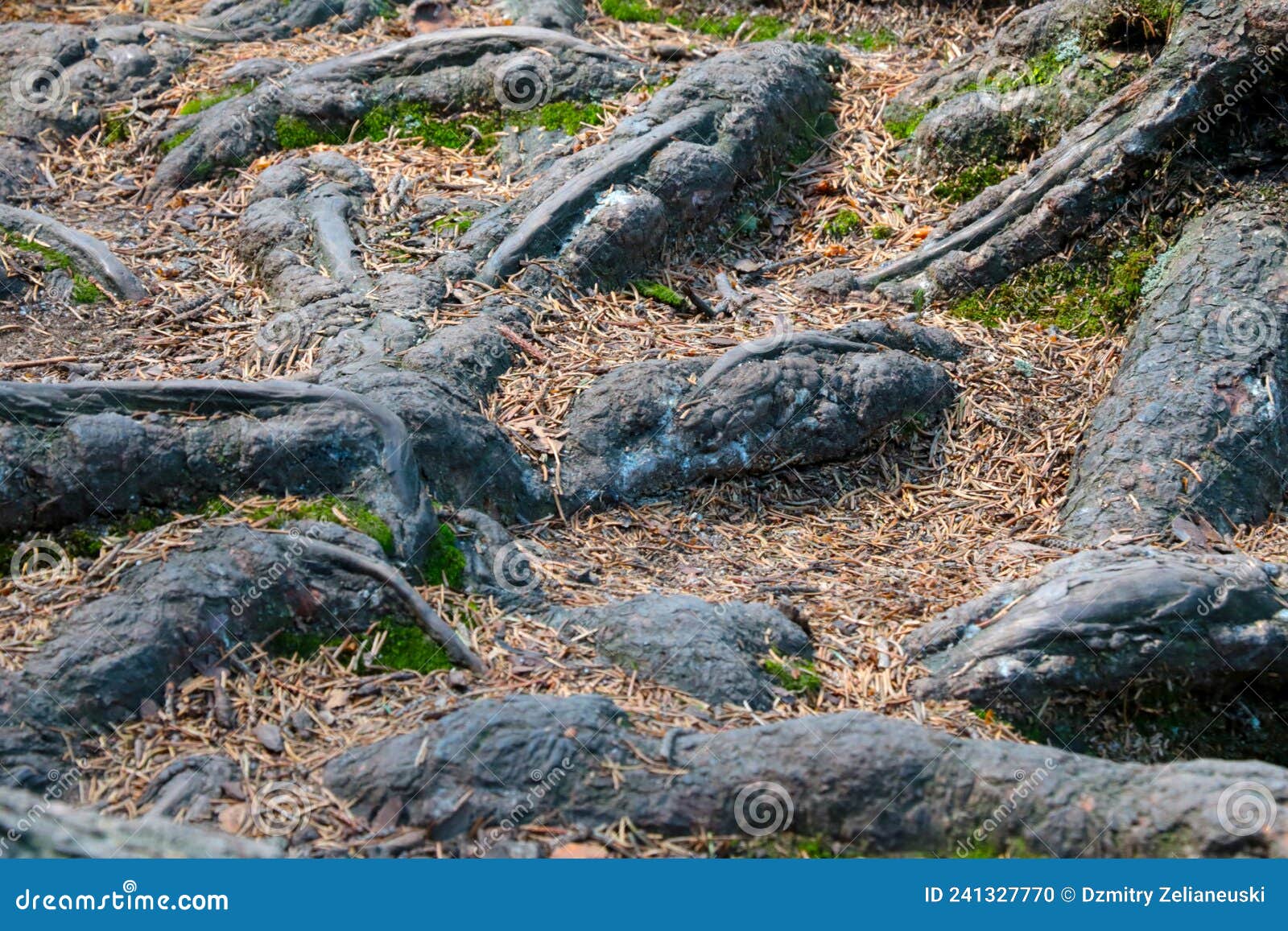 Large Tree Roots Stick Out of the Ground in a Forest or Park. Stock ...