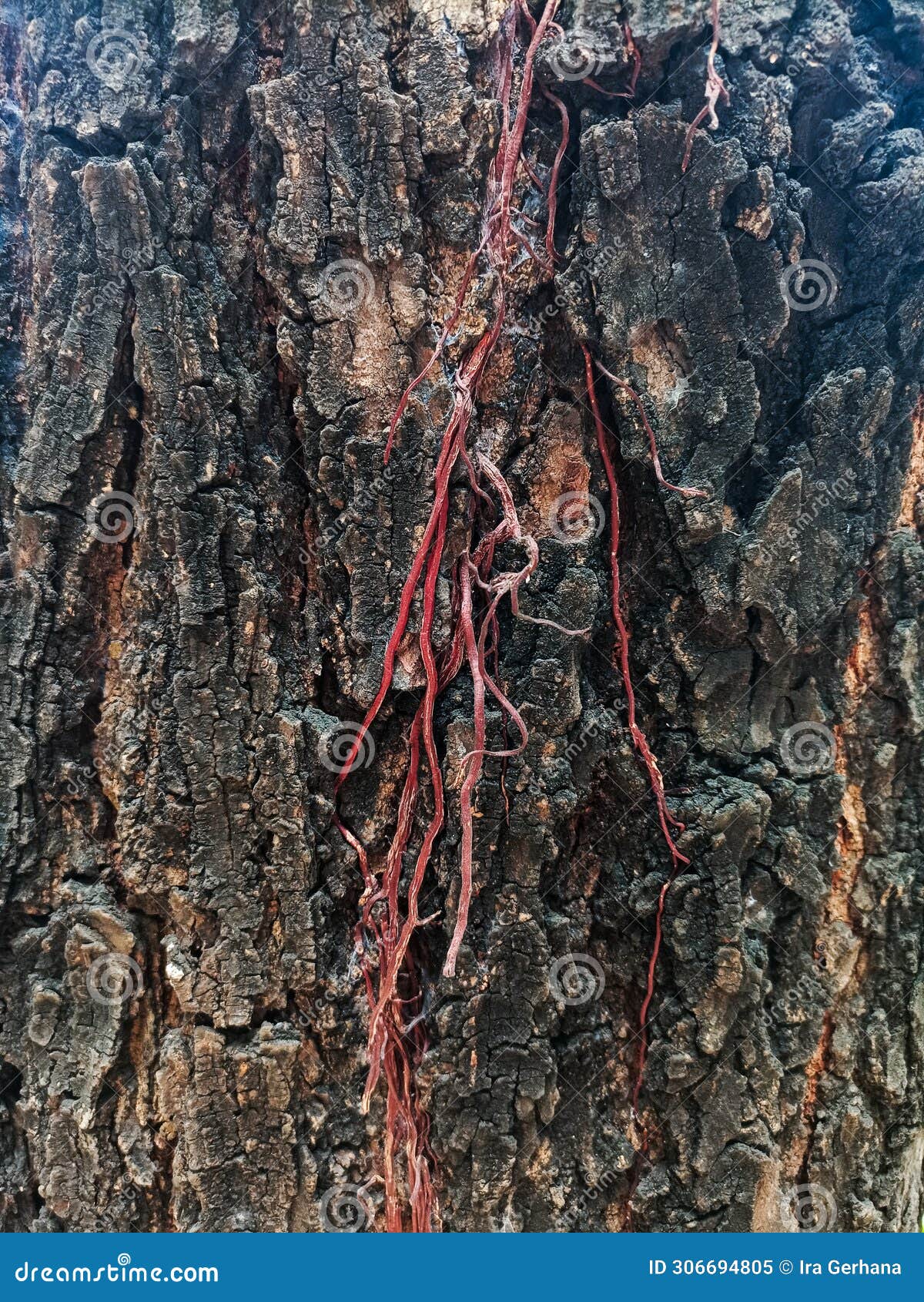 Large Tree Roots Sticking Out Stock Image - Image of geology, flower ...