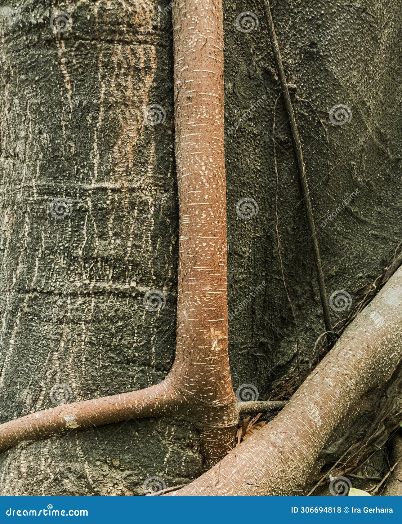 Large Tree Roots Sticking Out Stock Photo - Image of trunk, leaf: 306694818