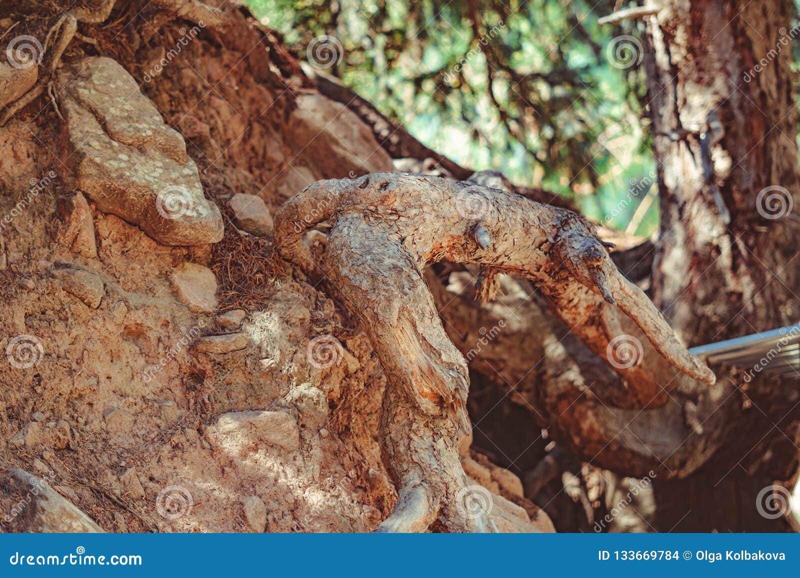 Tree Roots and Sunshine in a Green Forest Stock Photo - Image of ...