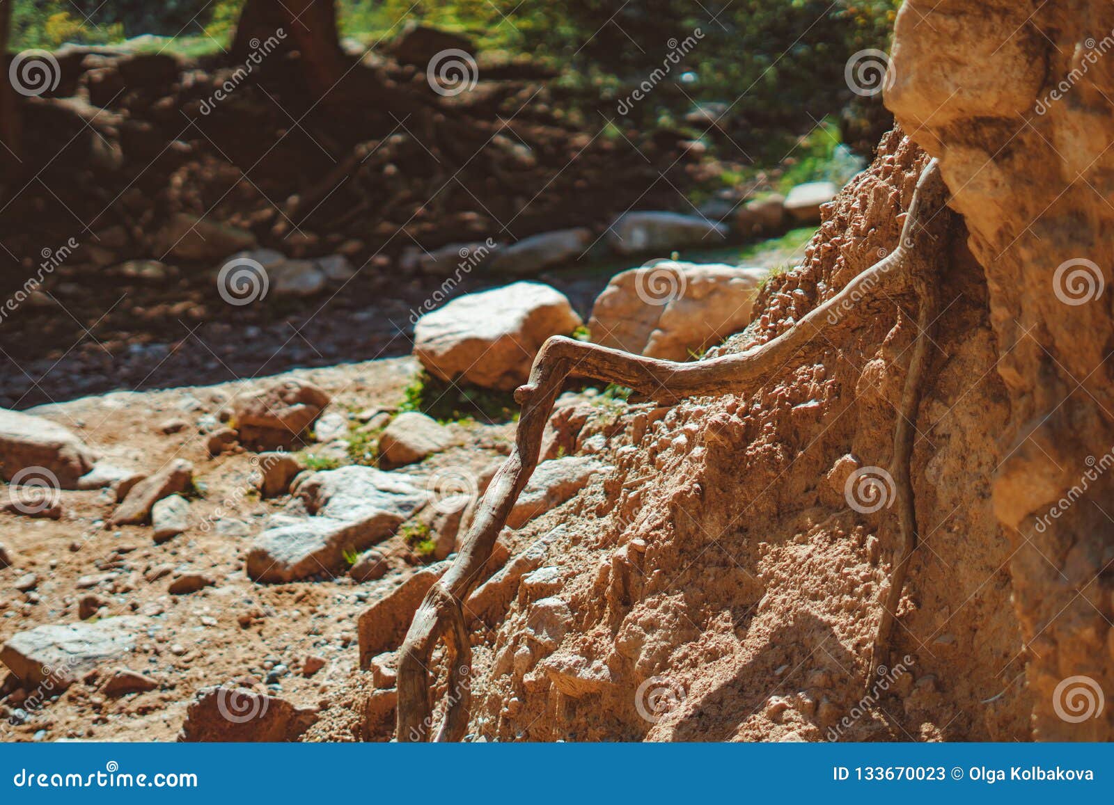 Tree Roots and Sunshine in a Green Forest Stock Image - Image of ...