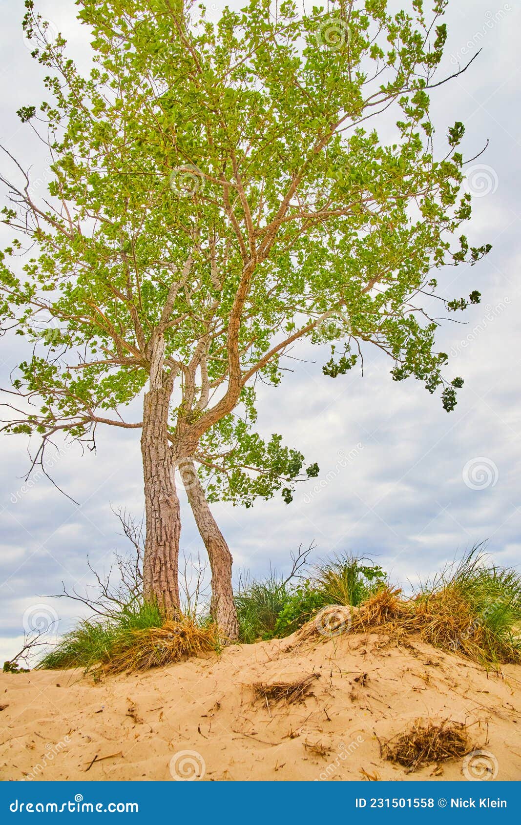 Large Tree in Sand Dunes Surrounded by Sand at Low Eye Level Stock ...