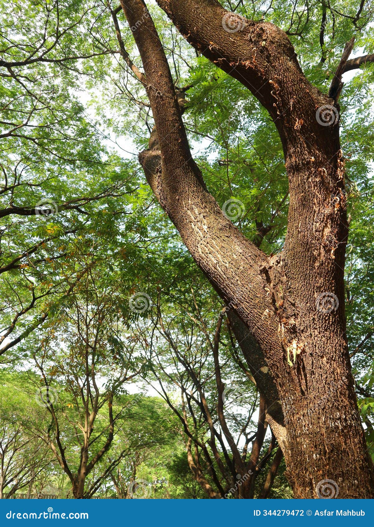 A Large Tree Sapling that is Exposed To Sunlight in a Forest Green ...