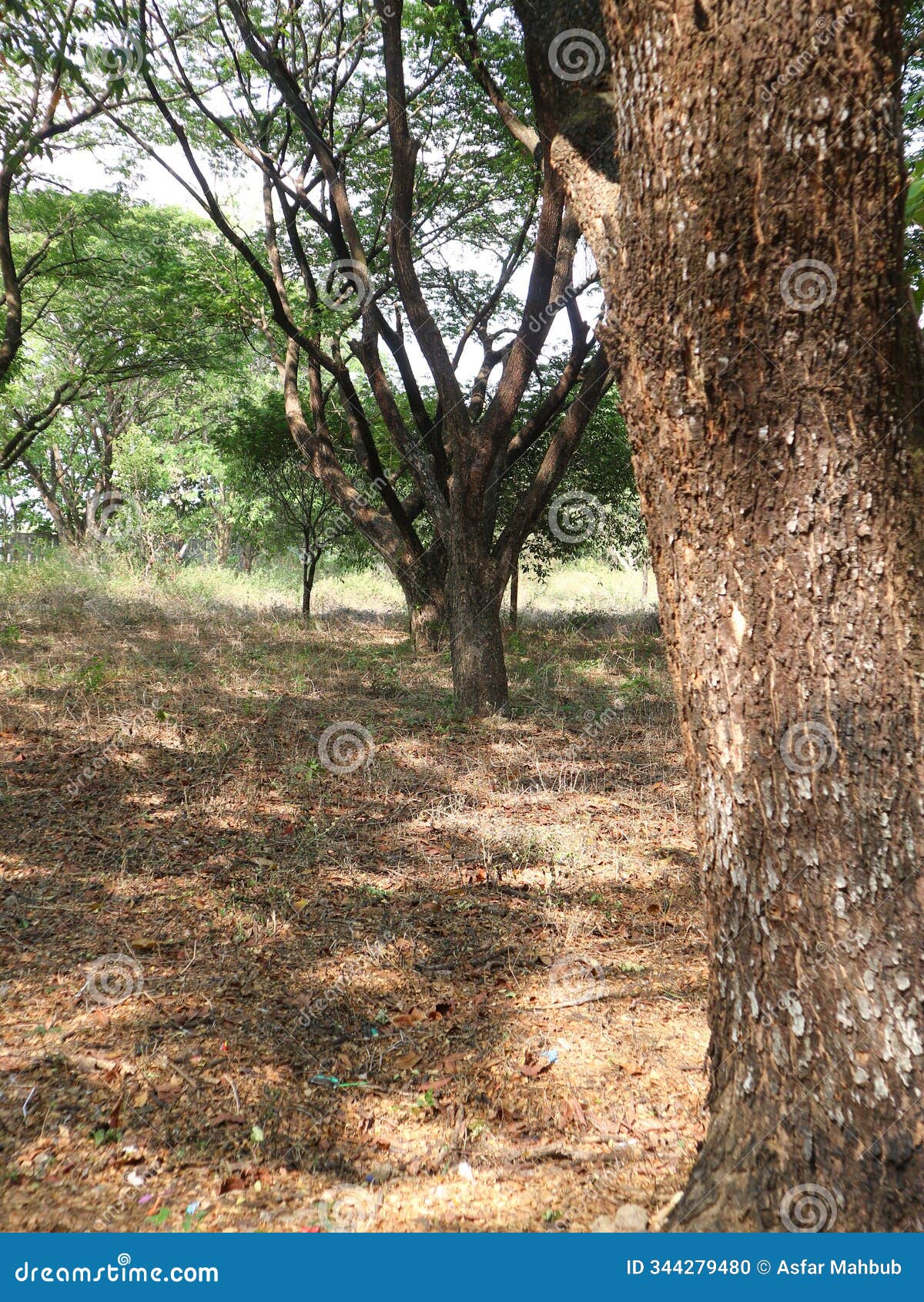 A Large Tree Sapling that is Exposed To Sunlight in a Forest Stock ...