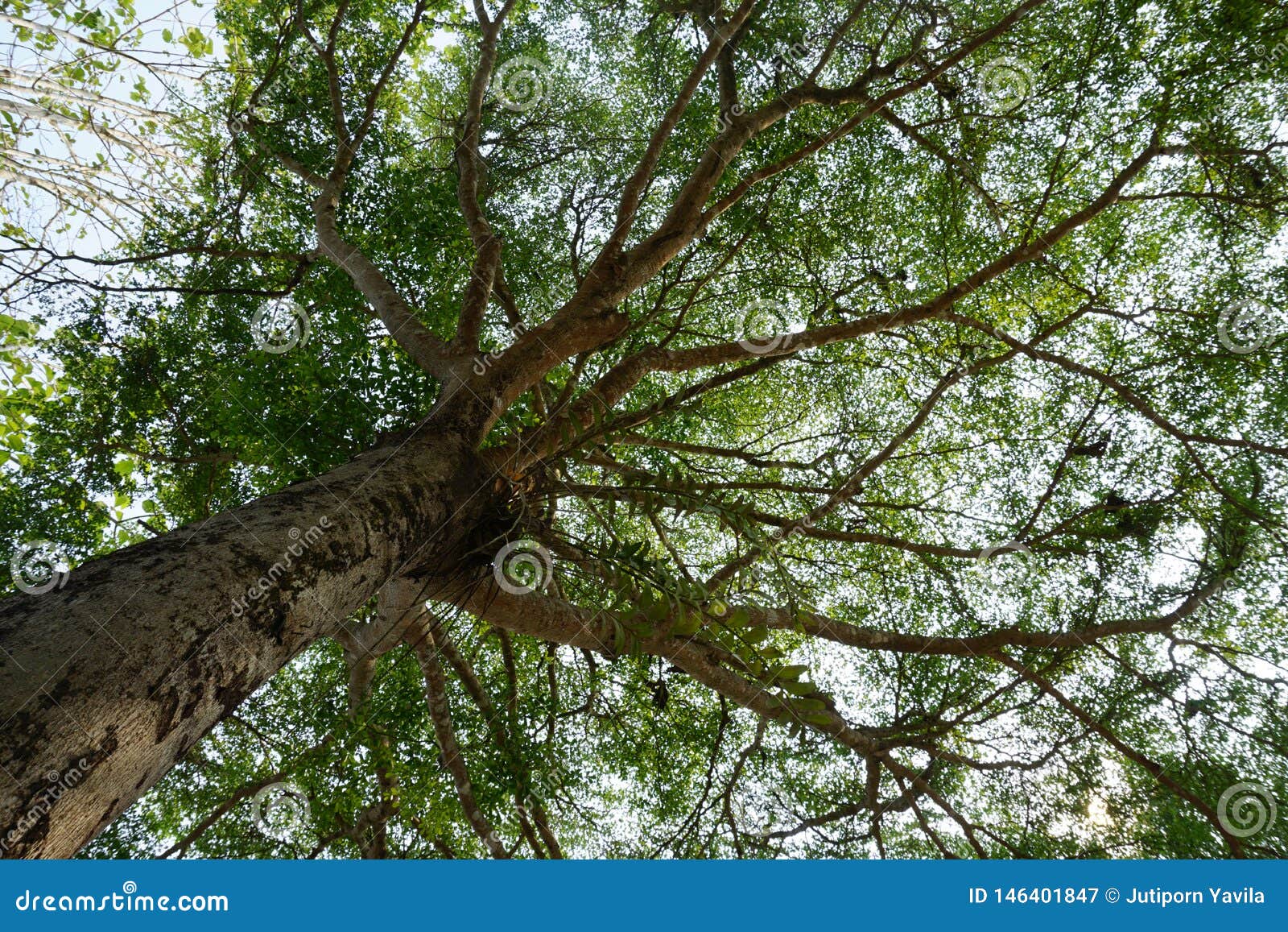 Large Tree with Shade that Obscures Sunlight. Stock Image - Image of ...