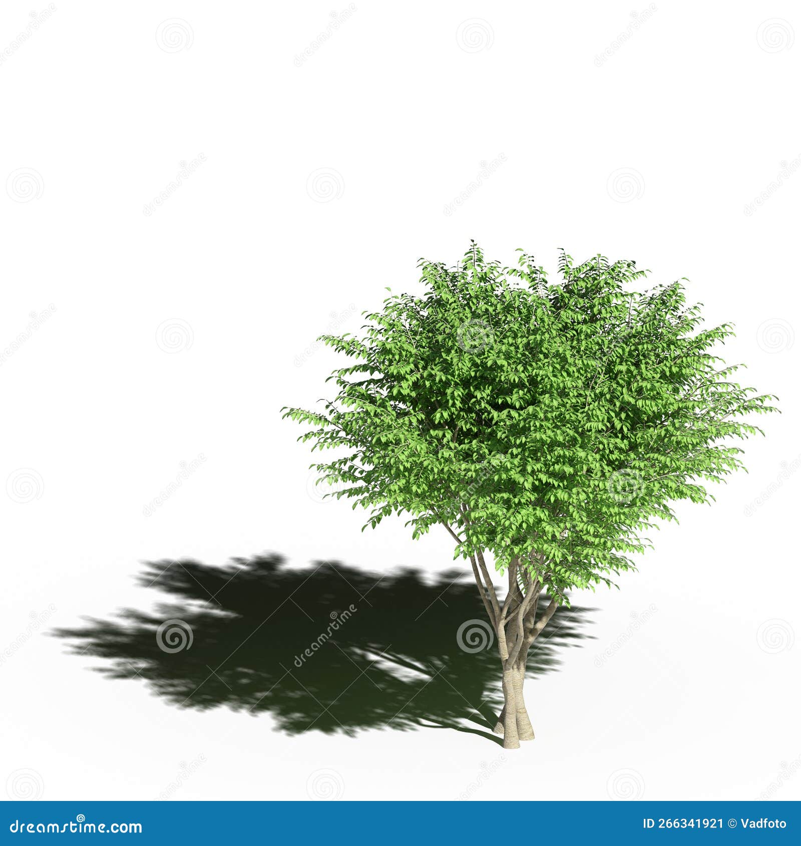 Large Tree with a Shadow Under it Stock Illustration - Illustration of ...