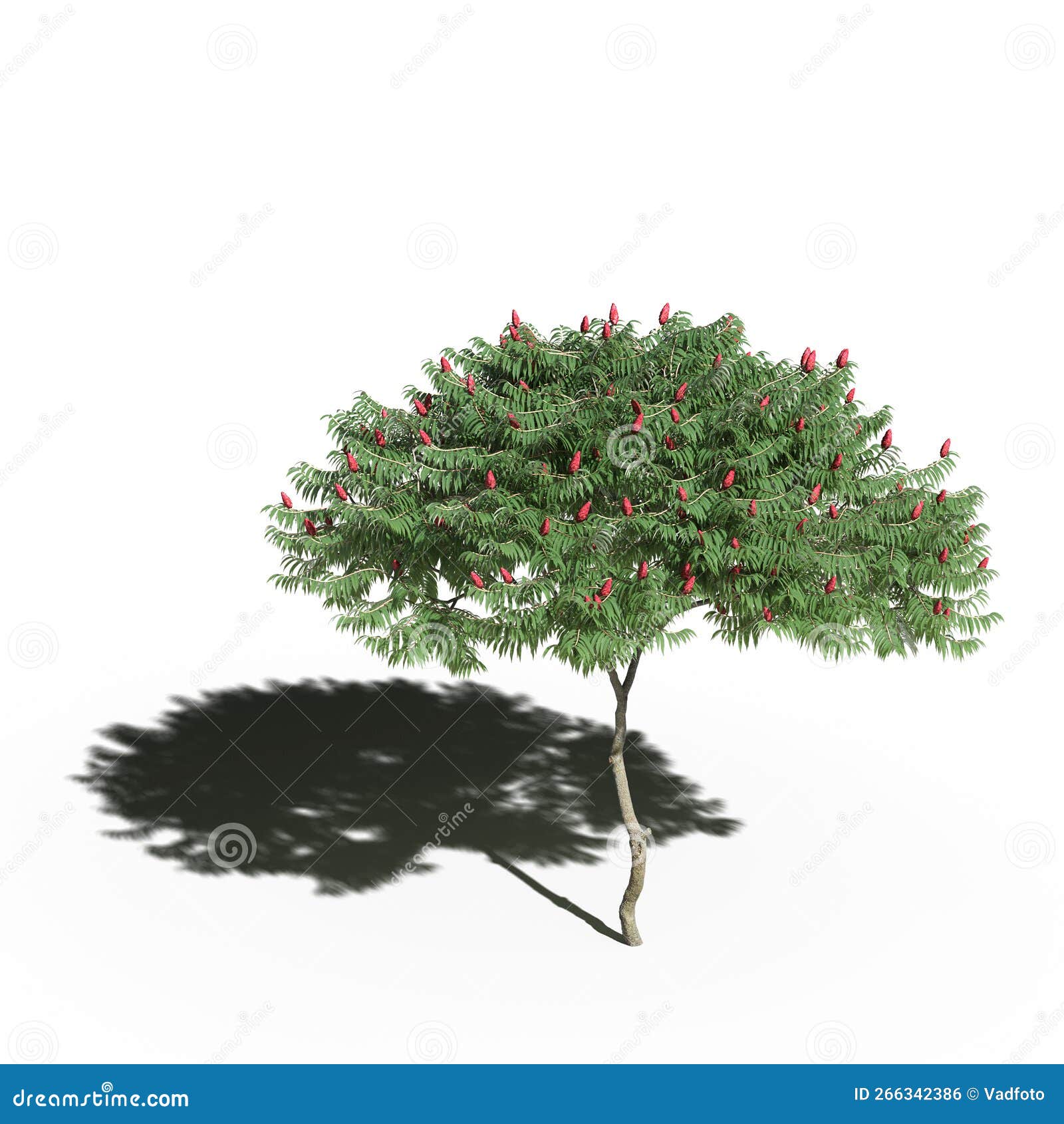 Large Tree with a Shadow Under it Stock Illustration - Illustration of ...