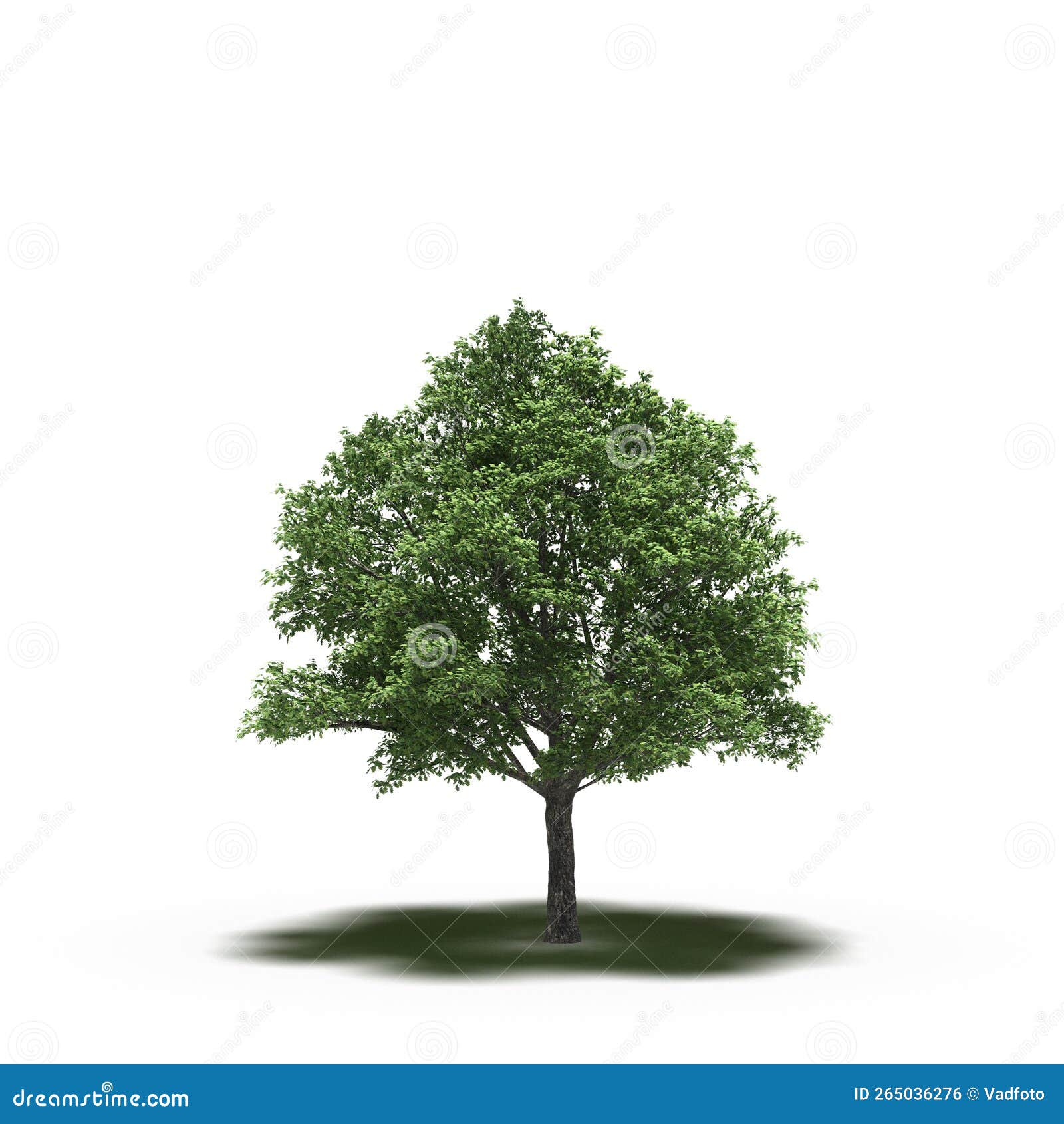 Large Tree with a Shadow Under it, Isolated on White Background Stock ...
