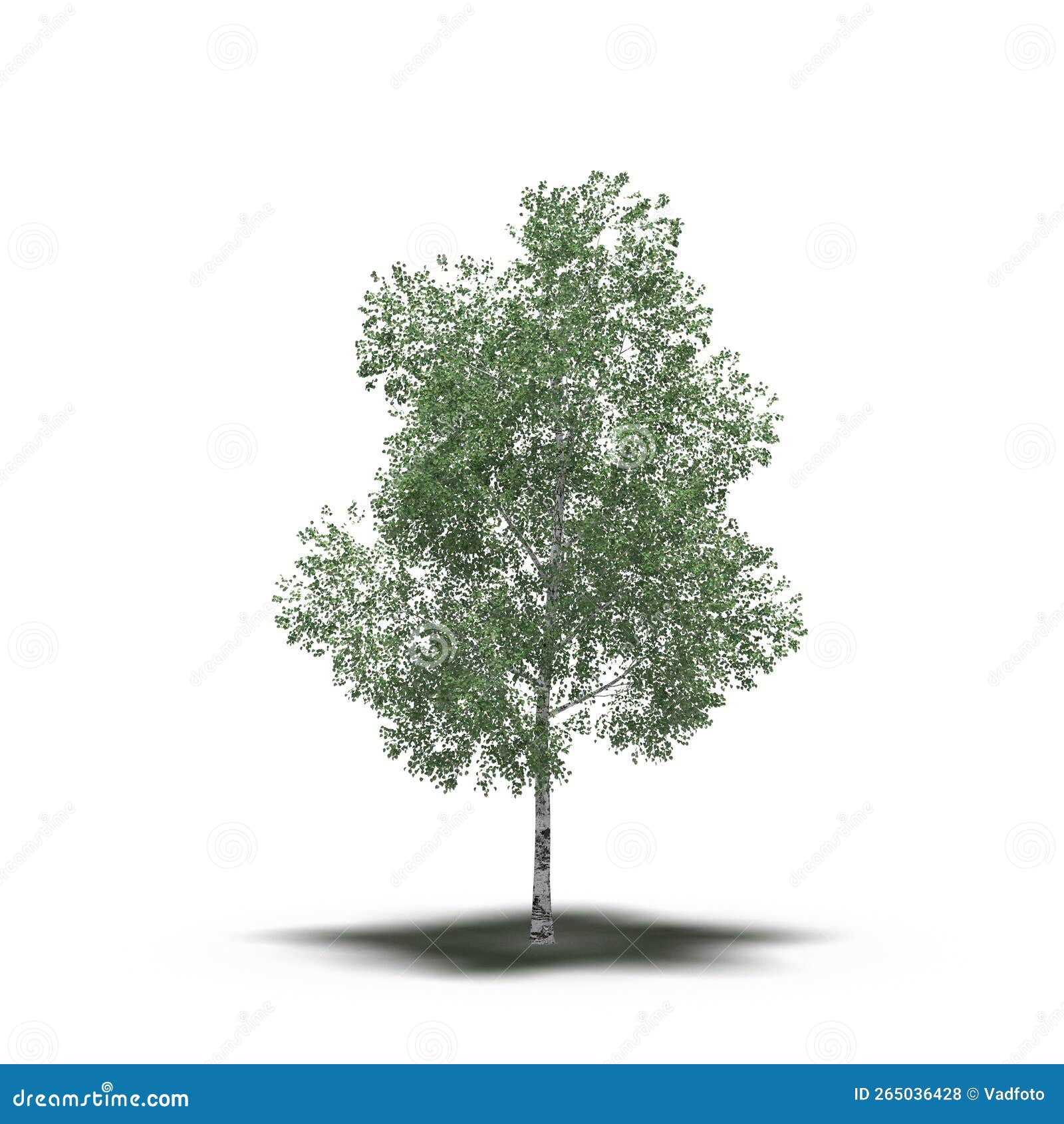 Large Tree with a Shadow Under it, Isolated on White Background Stock ...