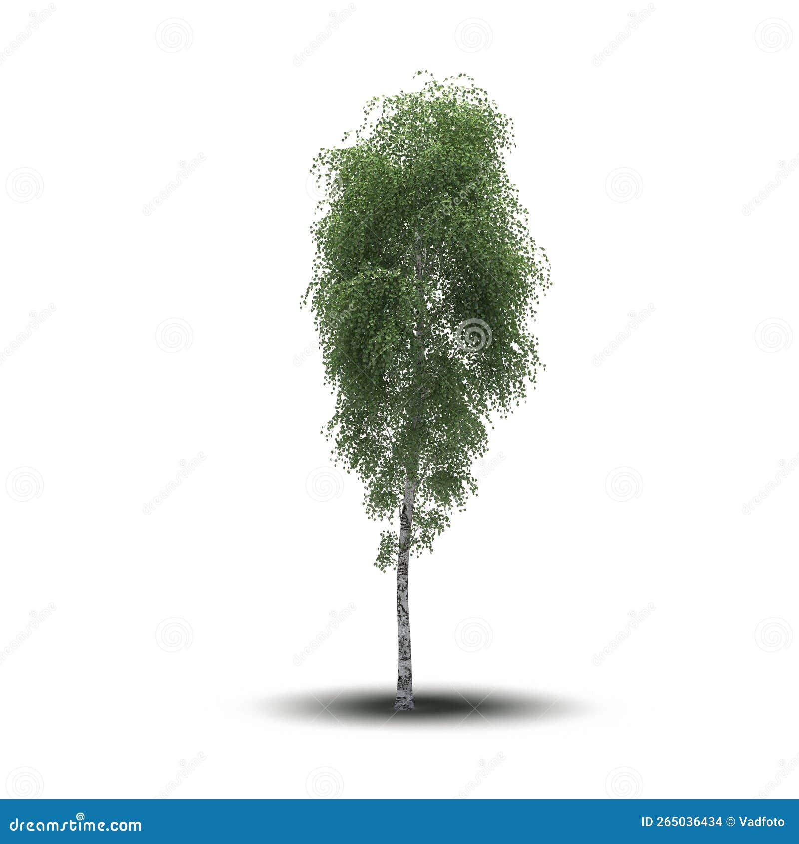 Large Tree with a Shadow Under it, Isolated on White Background Stock ...