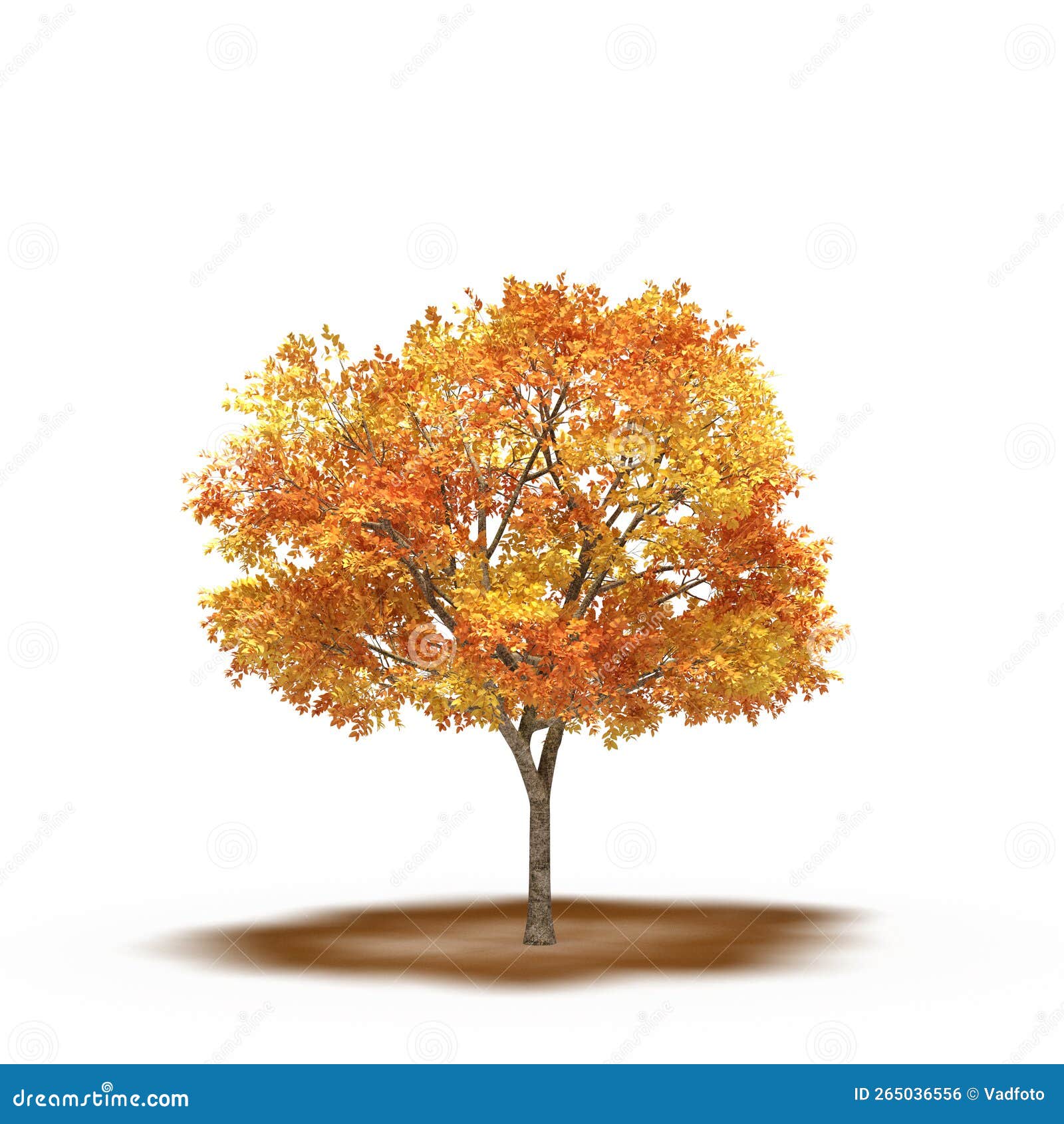 Large Tree with a Shadow Under it, Isolated on White Background Stock ...