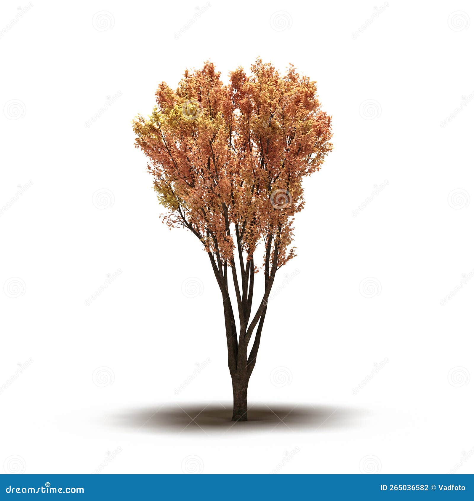 Large Tree with a Shadow Under it, Isolated on White Background Stock ...