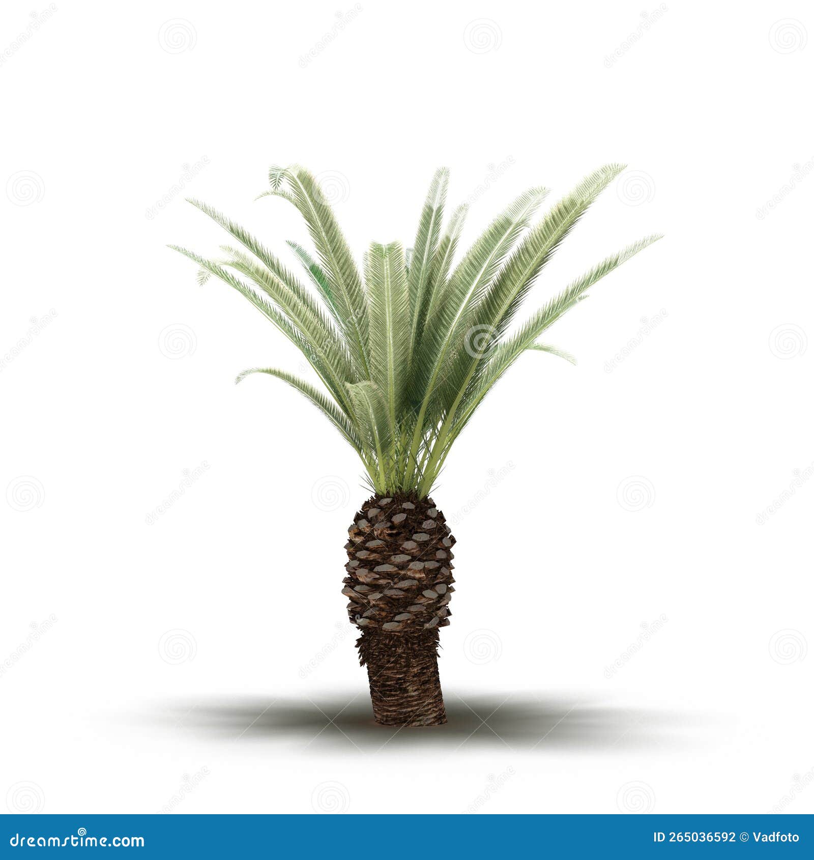 Large Tree with a Shadow Under it, Isolated on White Background Stock ...