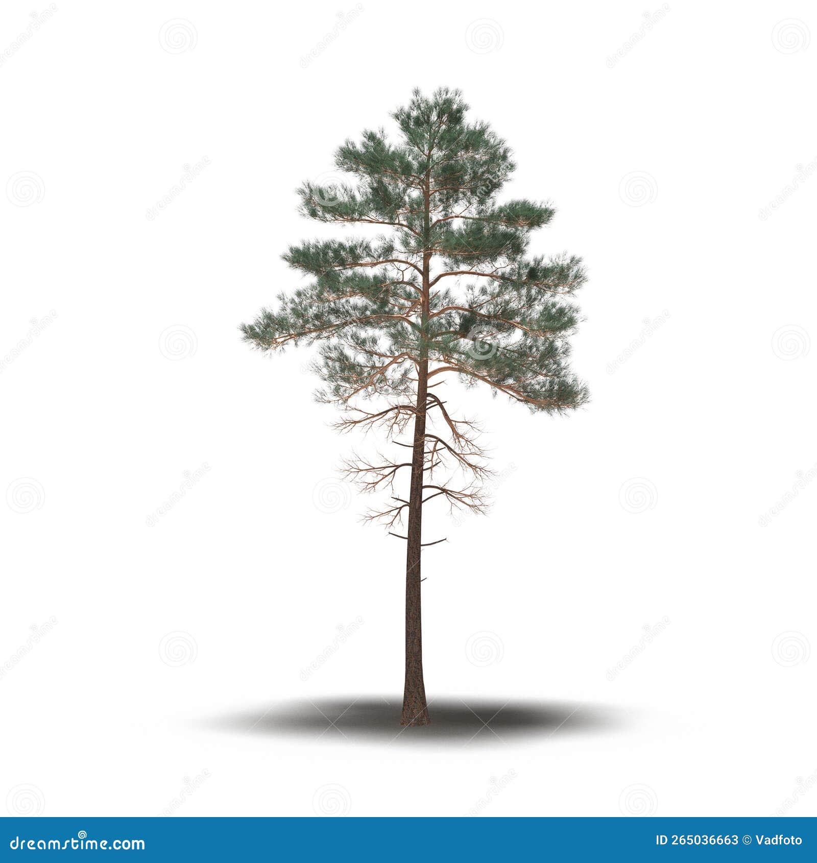 Large Tree with a Shadow Under it, Isolated on White Background Stock ...