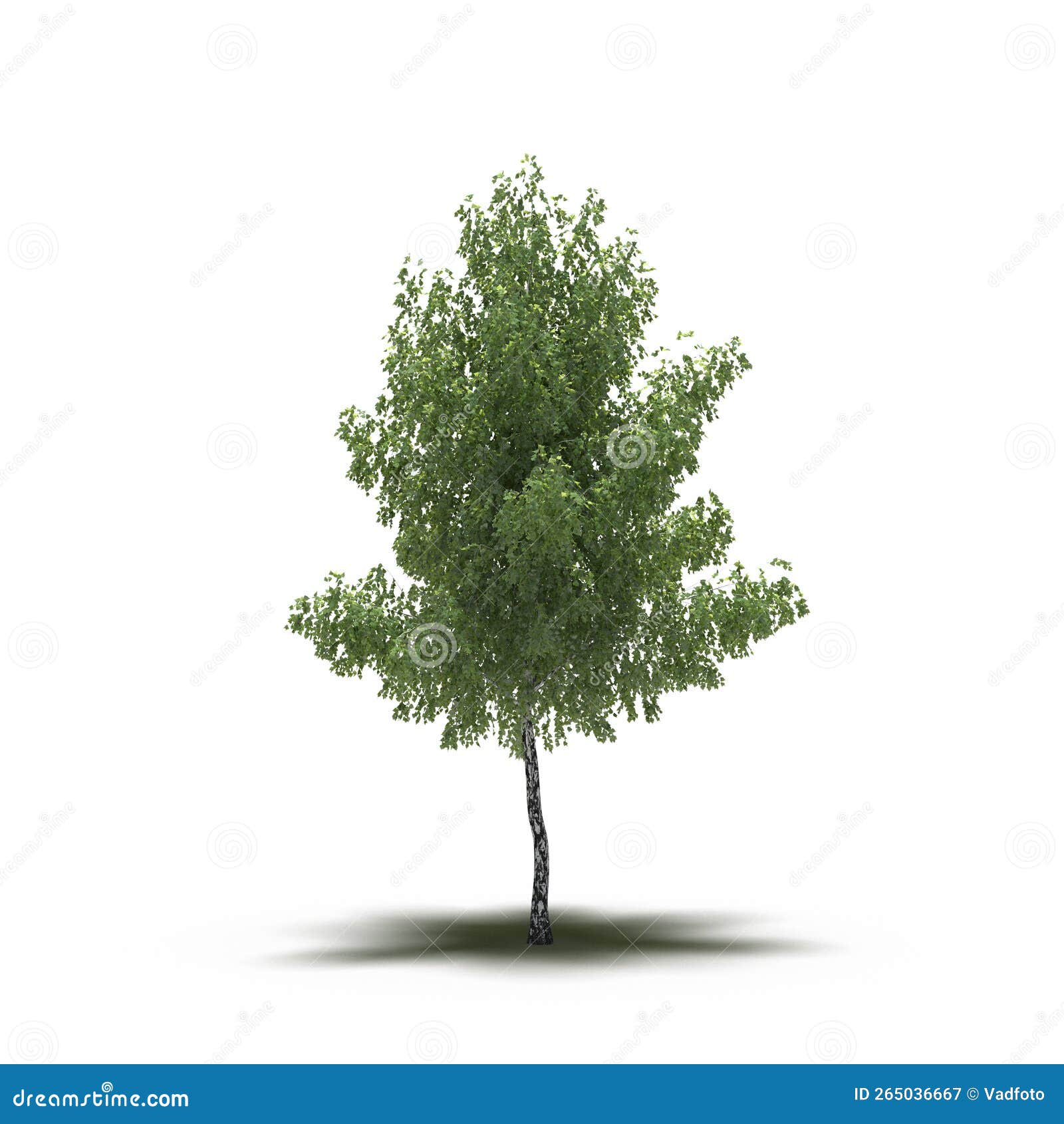 Large Tree with a Shadow Under it, Isolated on White Background Stock ...