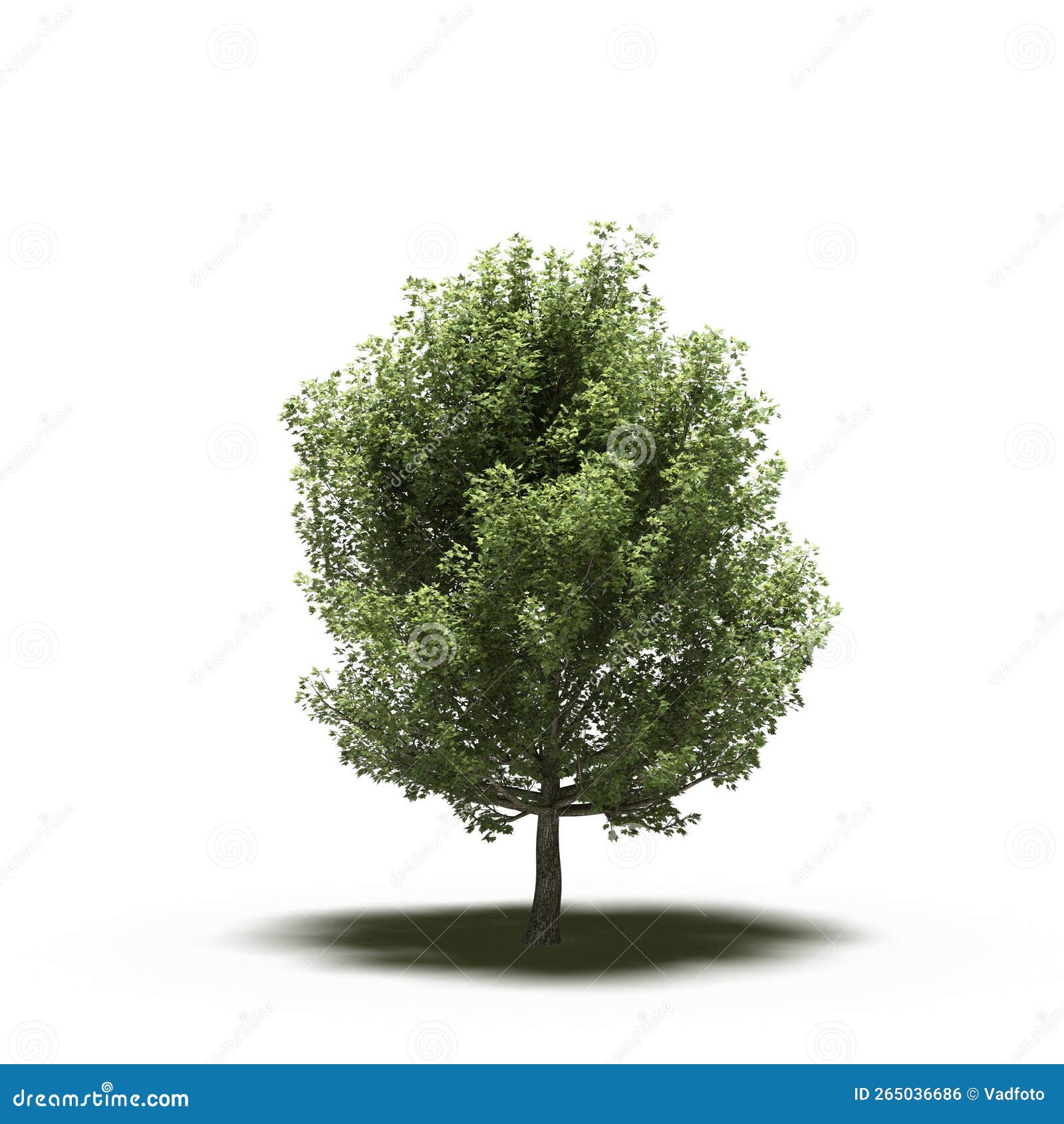 Large Tree with a Shadow Under it, Isolated on White Background Stock ...