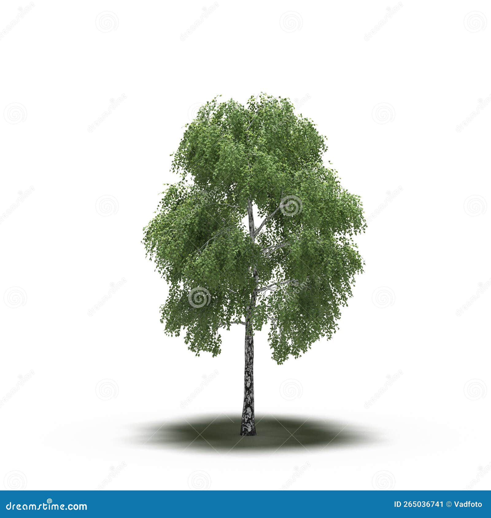 Large Tree with a Shadow Under it, Isolated on White Background Stock ...