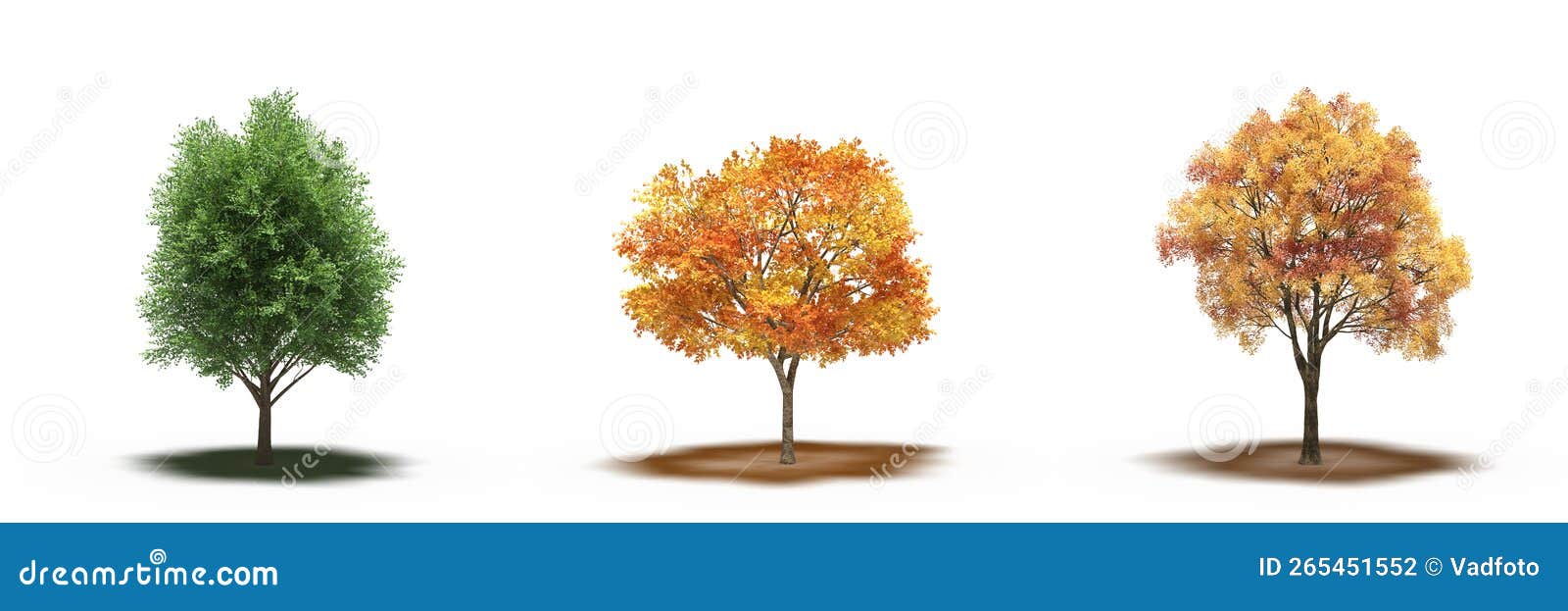 Large Tree with a Shadow Under it, Isolated on White Background Stock ...