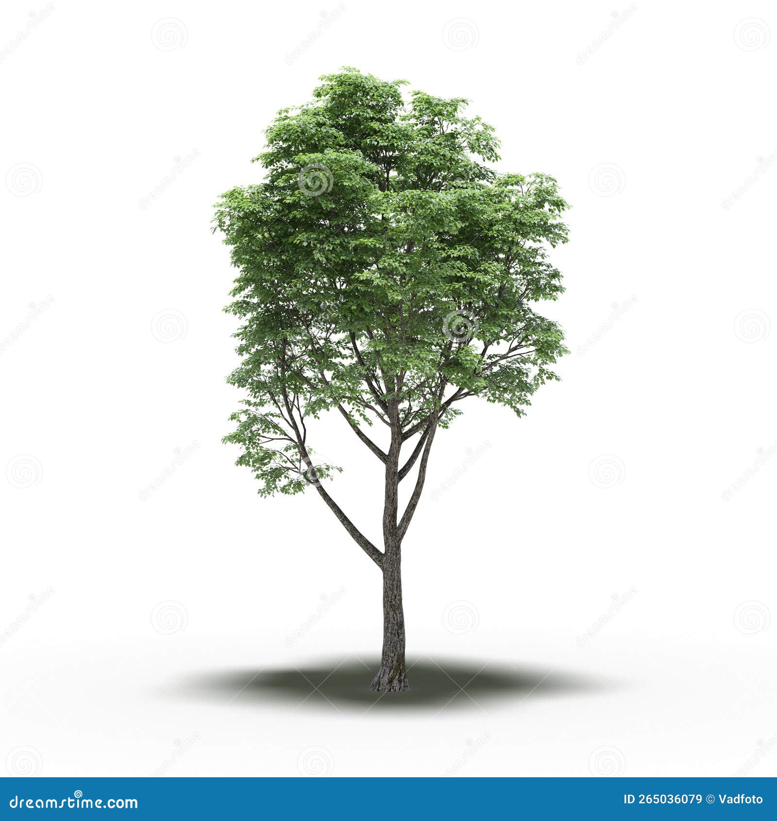 Large Tree with a Shadow Under it, Isolated on White Background Stock ...