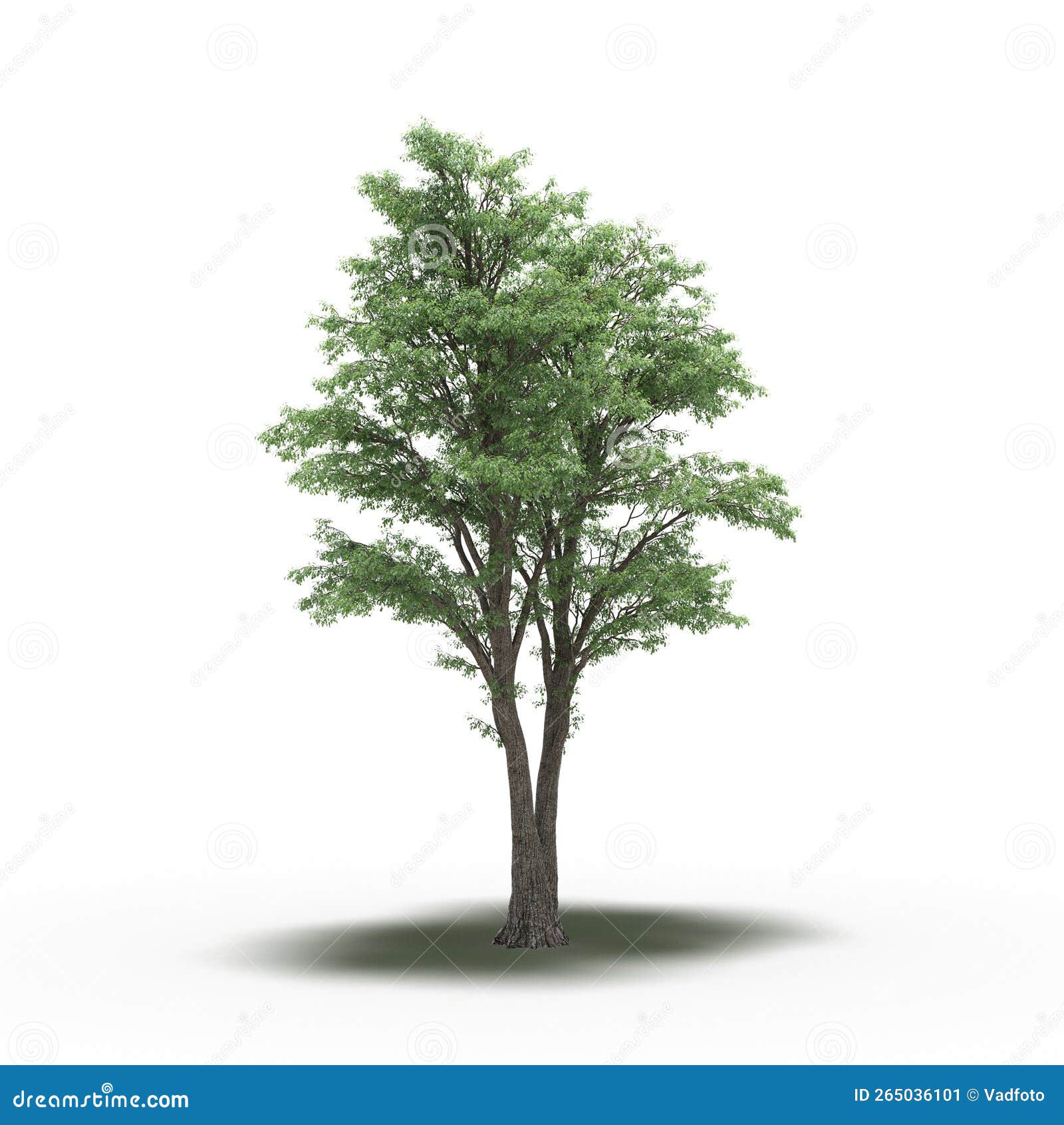 Large Tree with a Shadow Under it, Isolated on White Background Stock ...