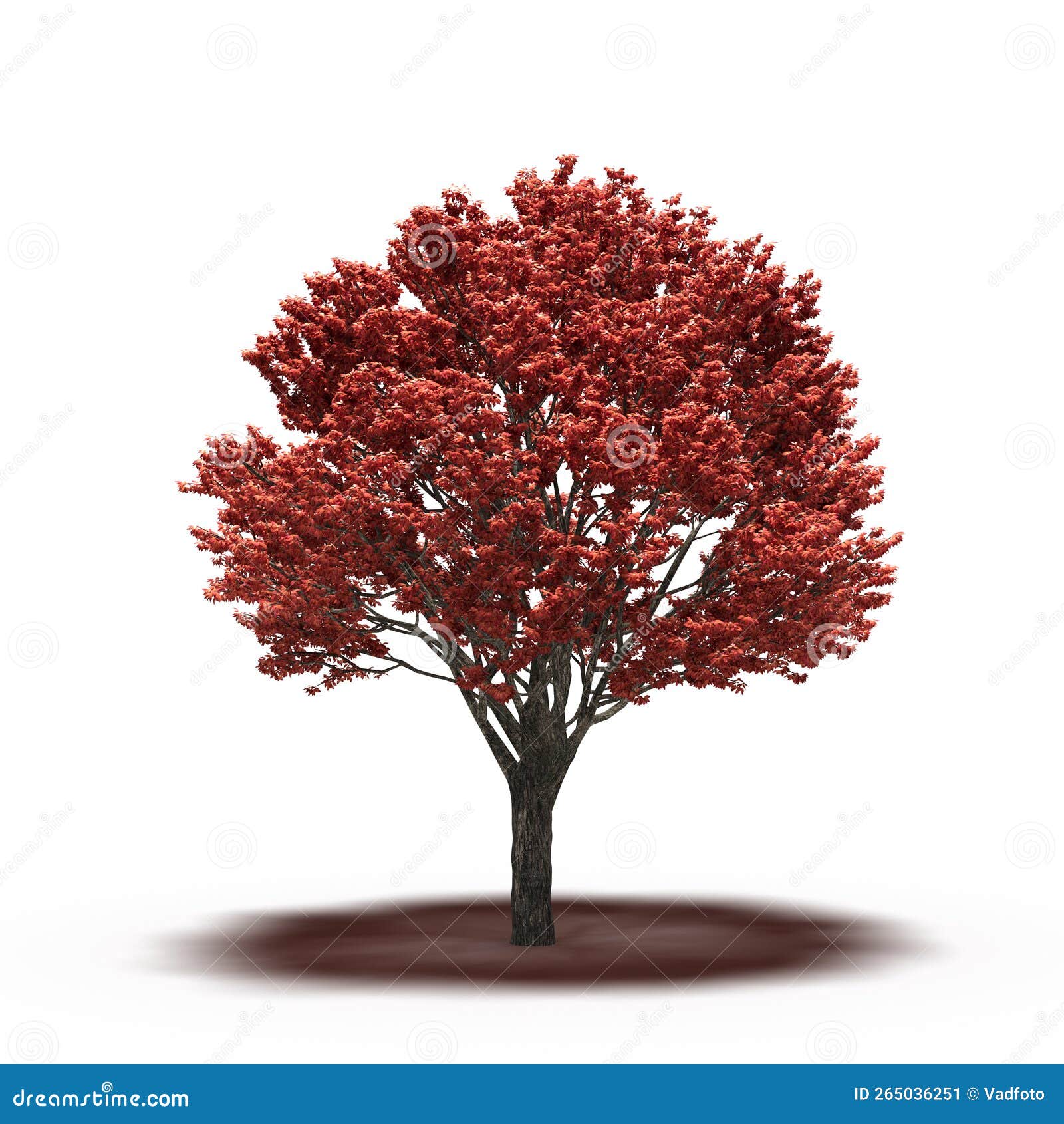 Large Tree with a Shadow Under it, Isolated on White Background Stock ...