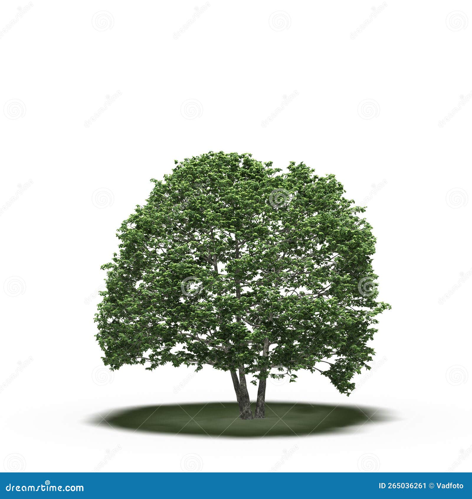 Large Tree with a Shadow Under it, Isolated on White Background Stock ...