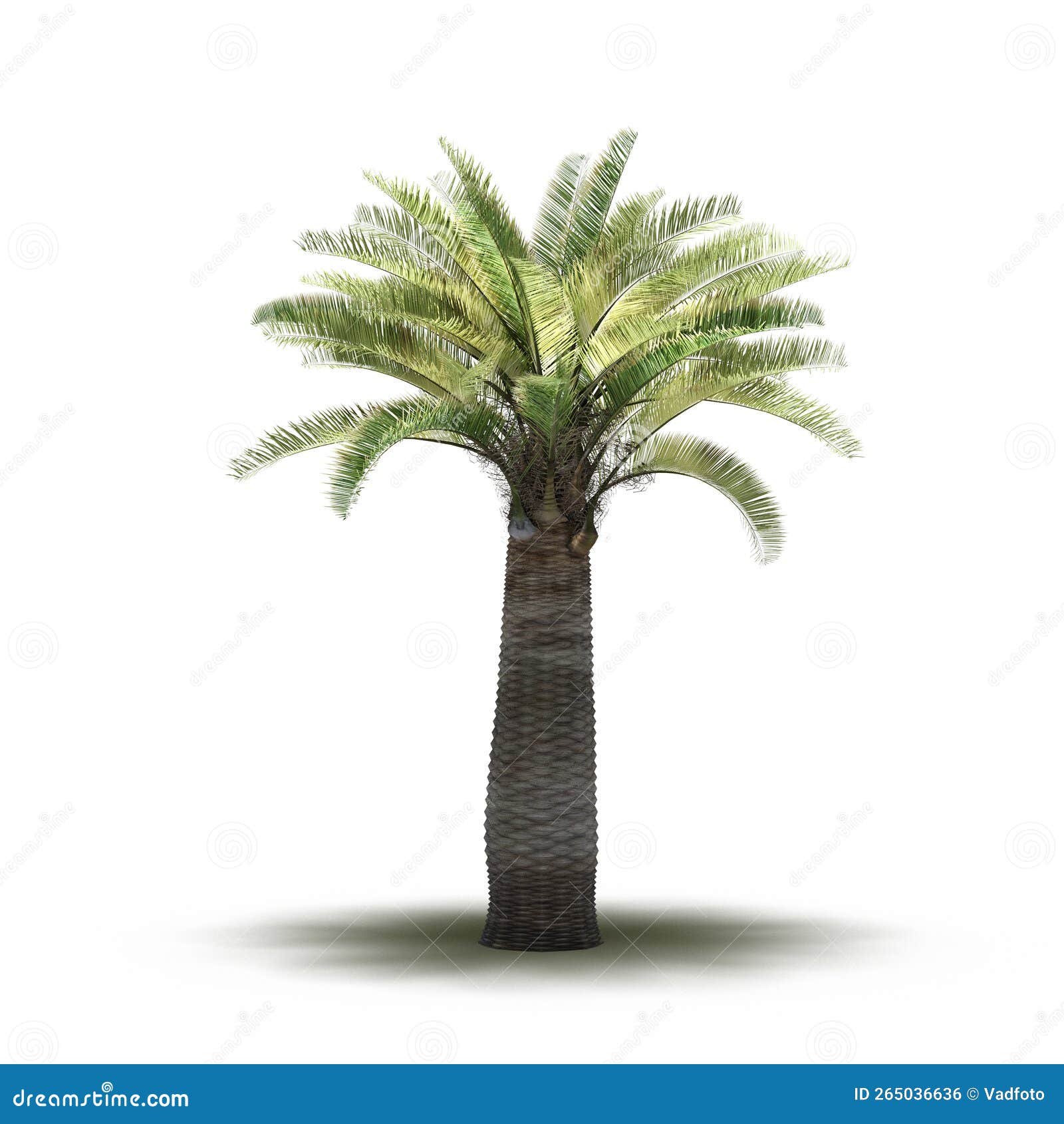 Large Tree with a Shadow Under it, Isolated on White Background Stock ...