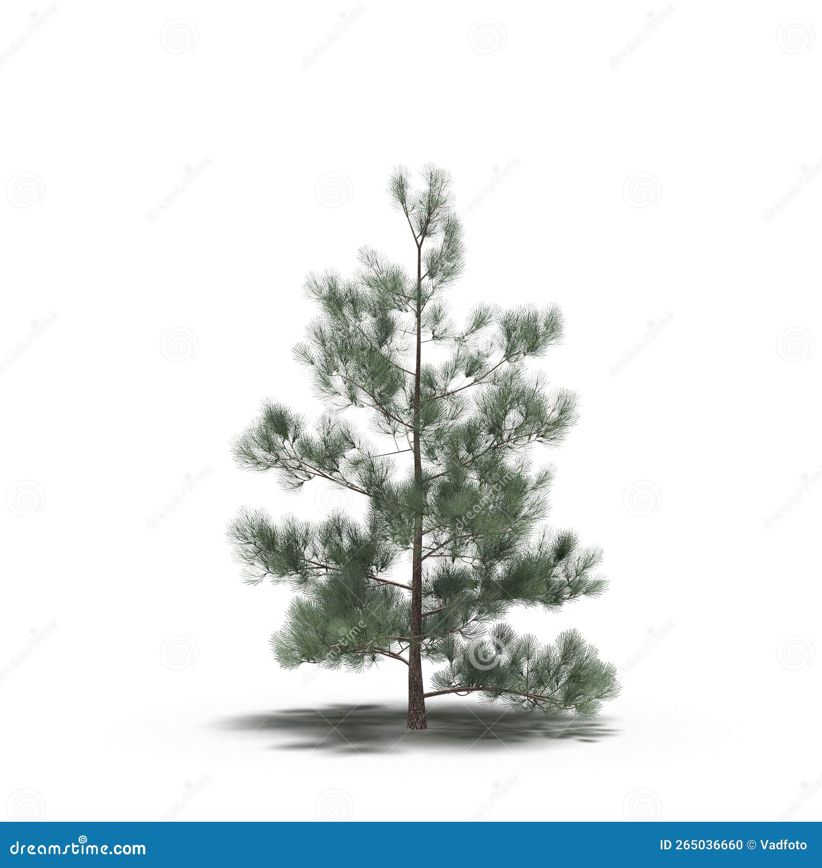 Large Tree with a Shadow Under it, Isolated on White Background Stock ...