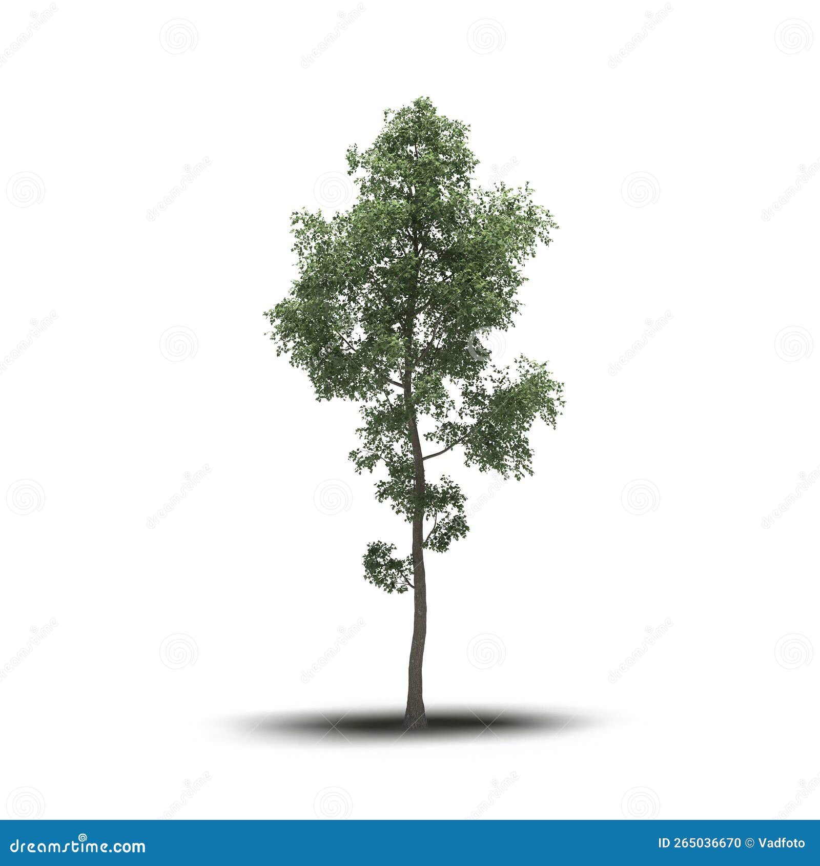 Large Tree with a Shadow Under it, Isolated on White Background Stock ...