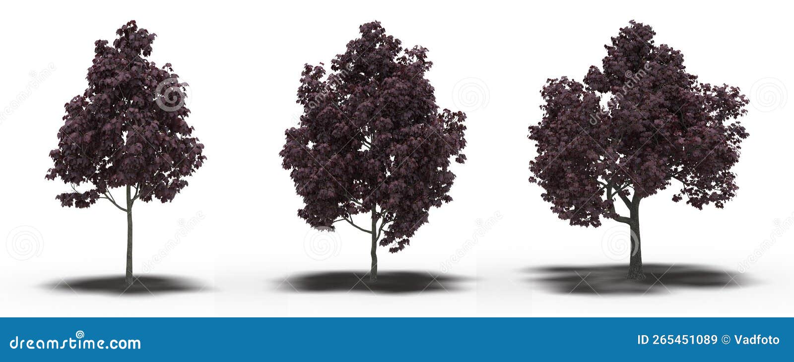 Large Tree with a Shadow Under it, Isolated on White Background Stock ...