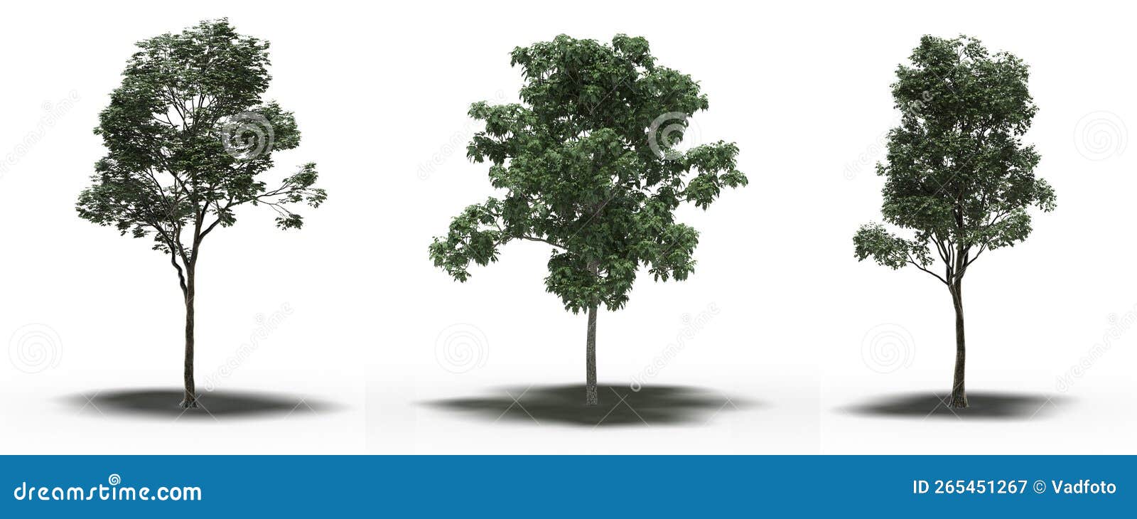 Large Tree with a Shadow Under it, Isolated on White Background Stock ...