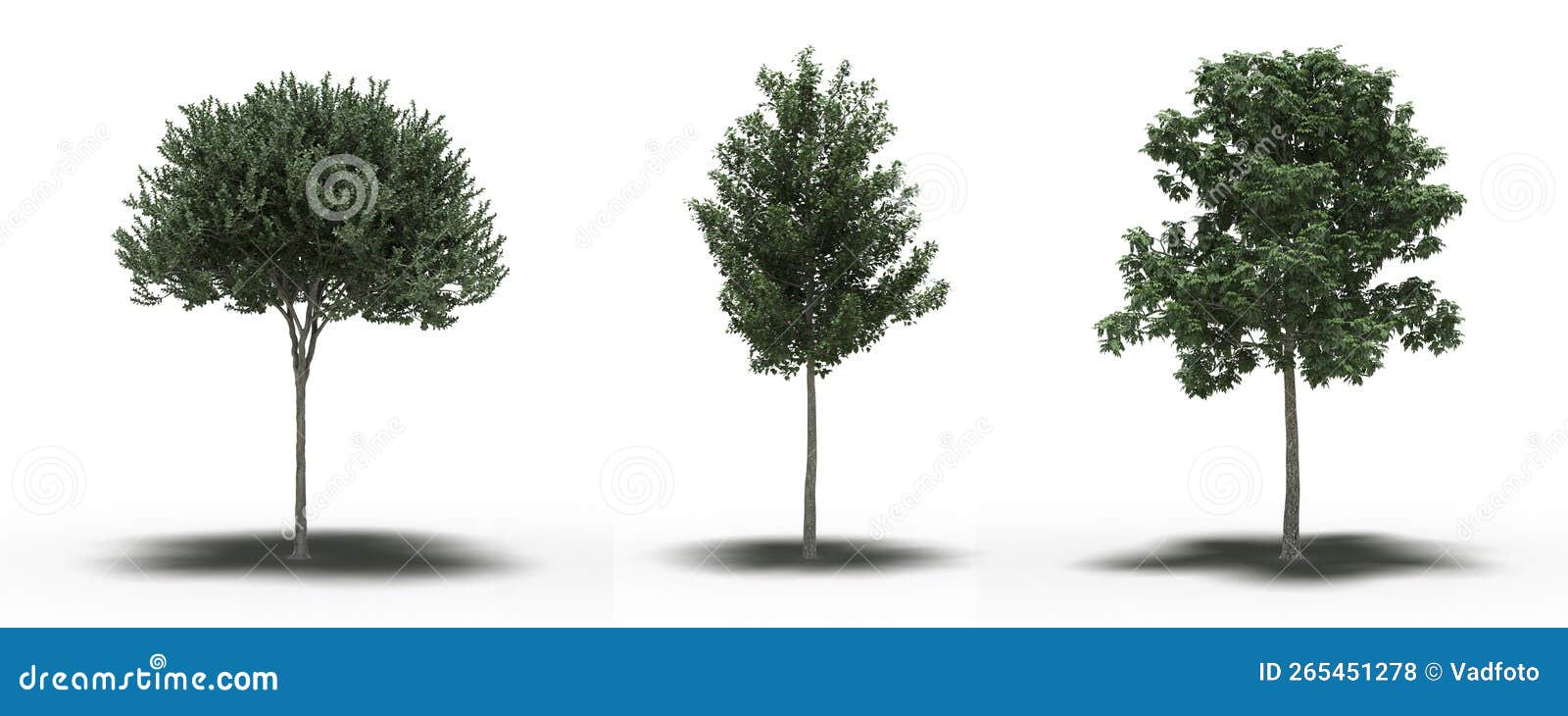 Large Tree with a Shadow Under it, Isolated on White Background Stock ...