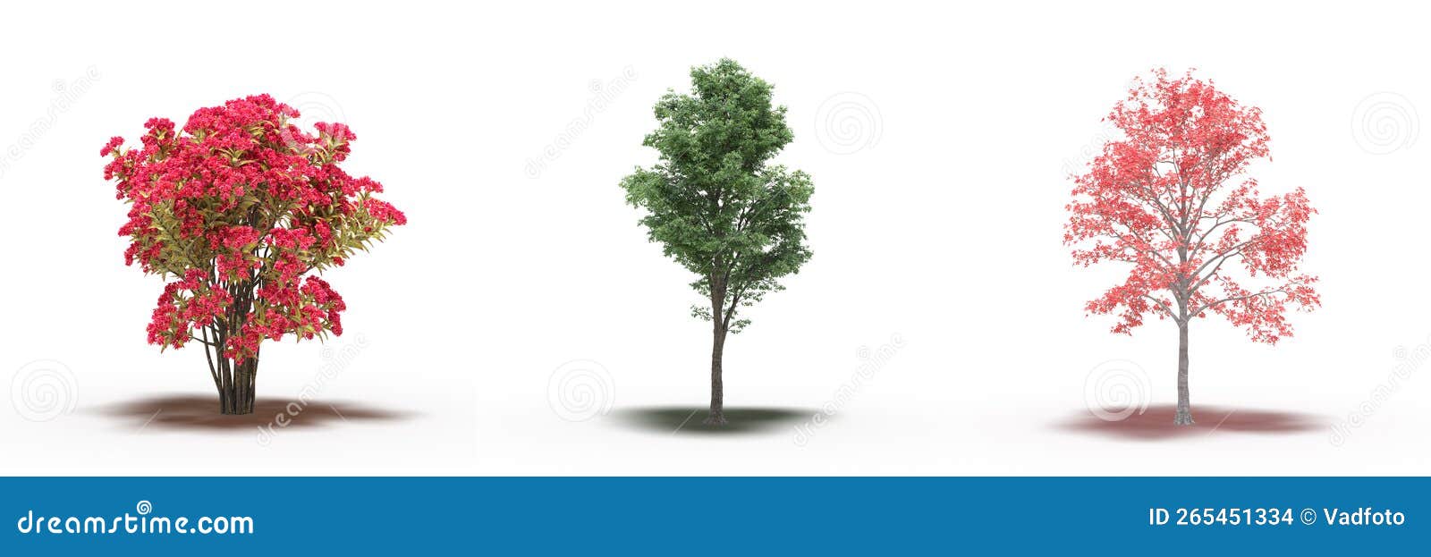 Large Tree with a Shadow Under it, Isolated on White Background Stock ...