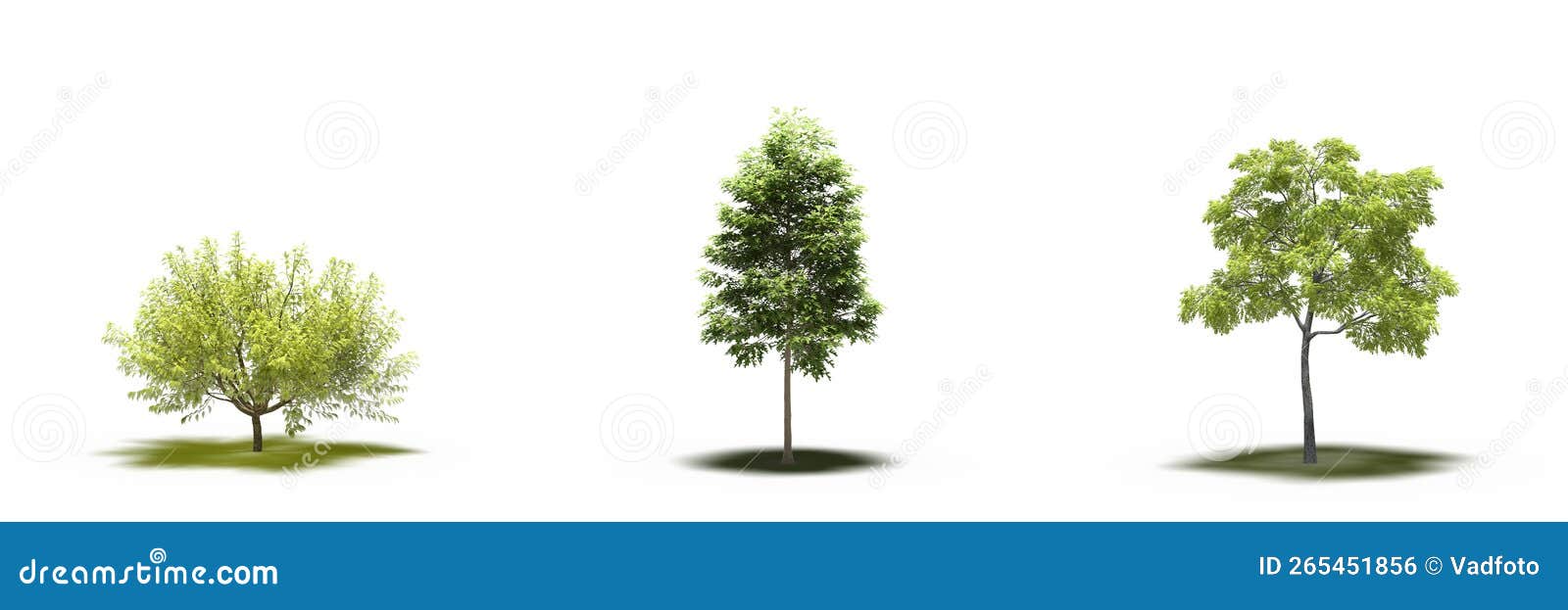 Large Tree with a Shadow Under it, Isolated on White Background Stock ...