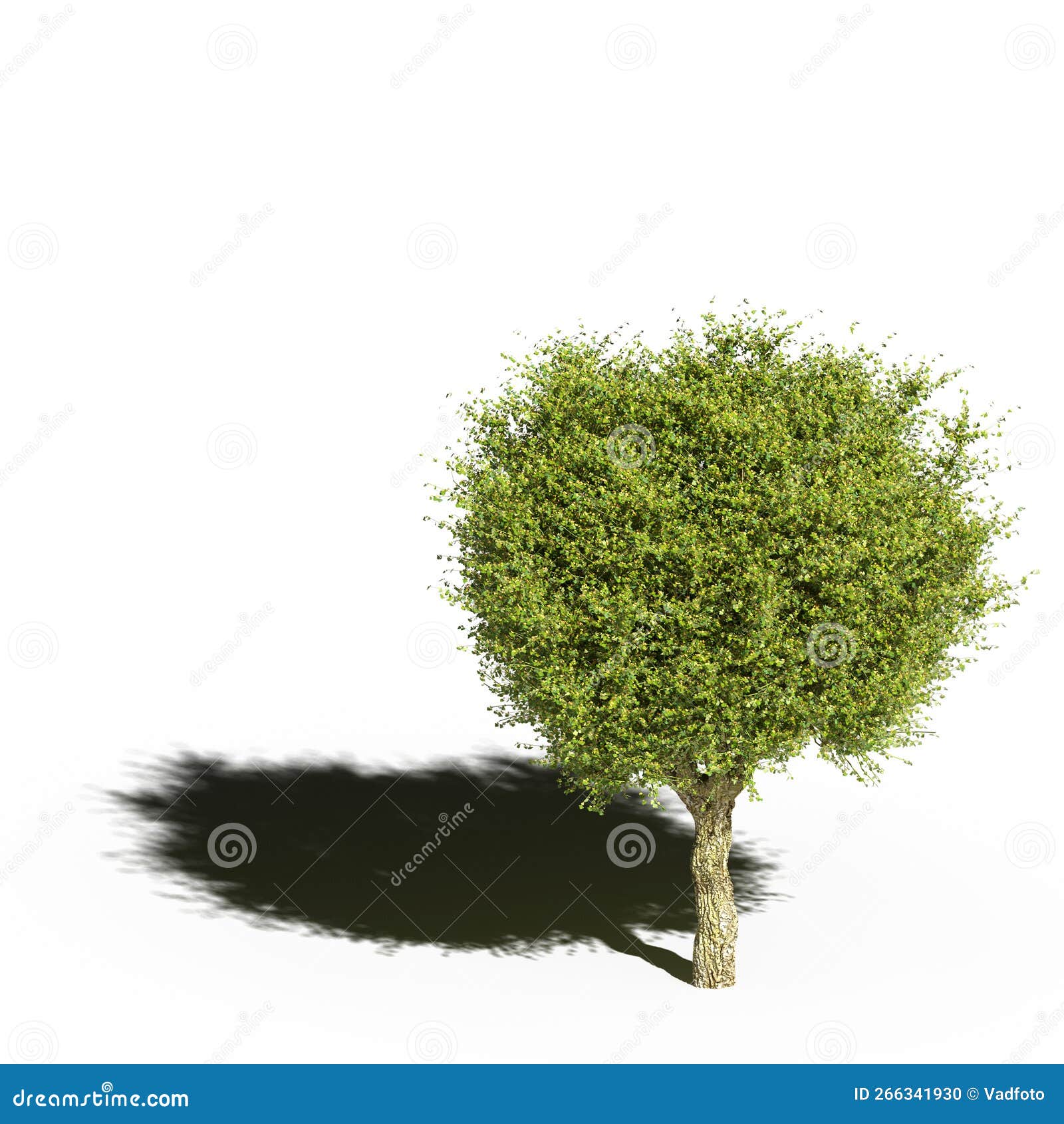 Large Tree with a Shadow Under it Stock Illustration - Illustration of ...