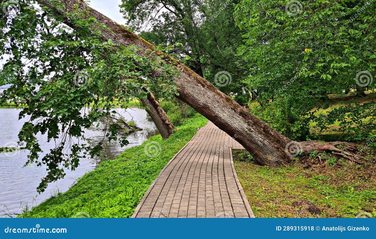 Large Tree on the Shore of the Lake Collapsed on Its Side after Storm ...