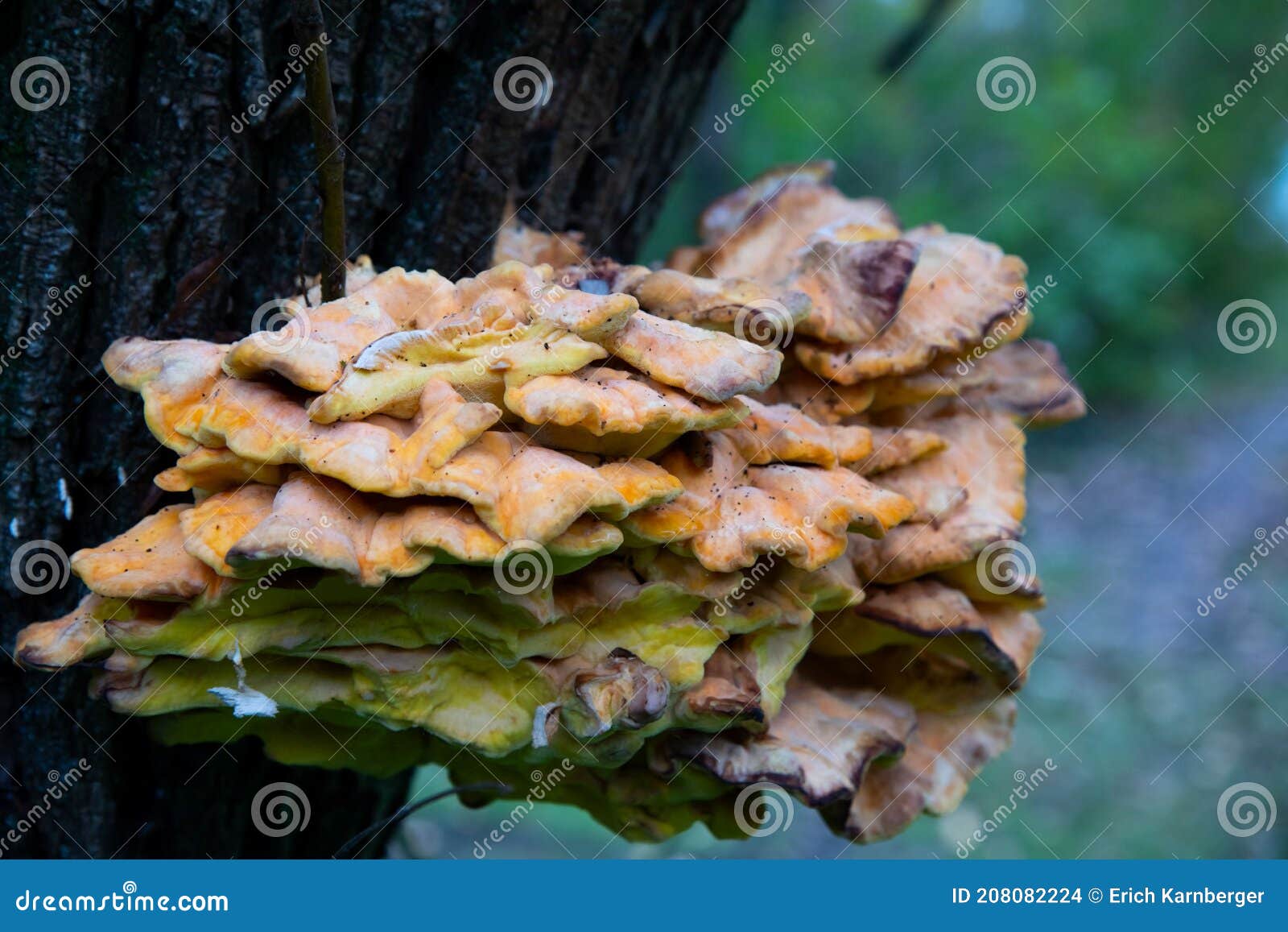 Large Tree Sponge on a Trunk Stock Photo - Image of beautiful, fresh ...
