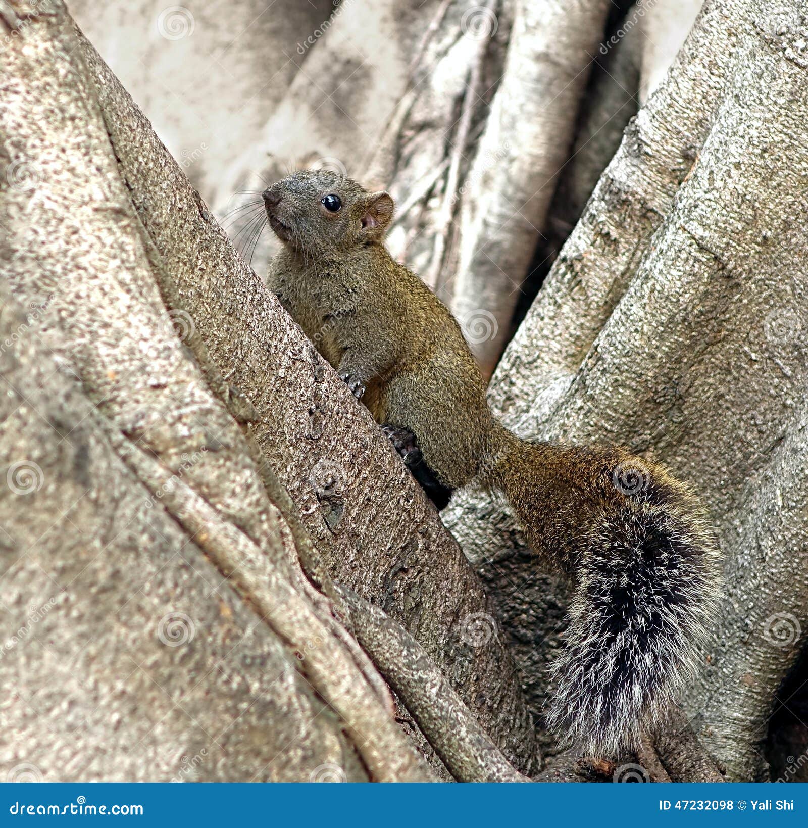 A Large Squirrel From Sri Lanka Hung On A Tree And Feeding. Grizzled ...