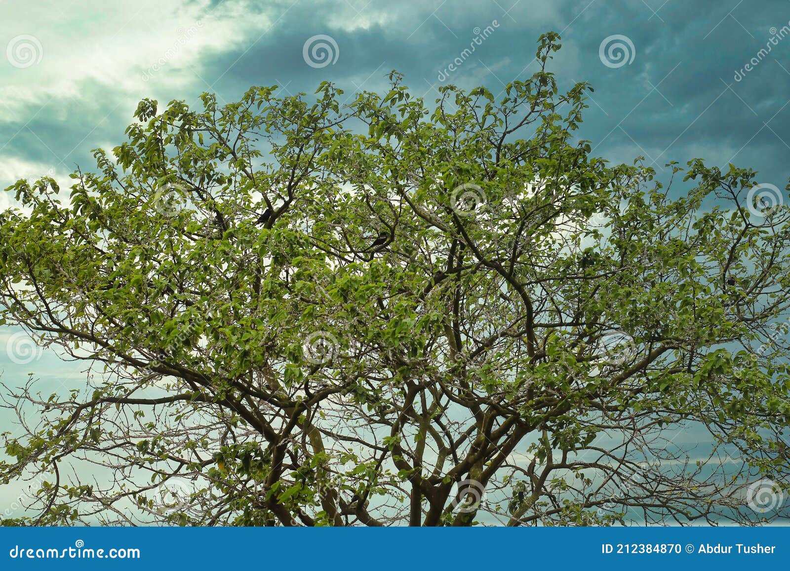 A Large Tree with Stalks Under the Dramatic Sky Stock Photo - Image of ...