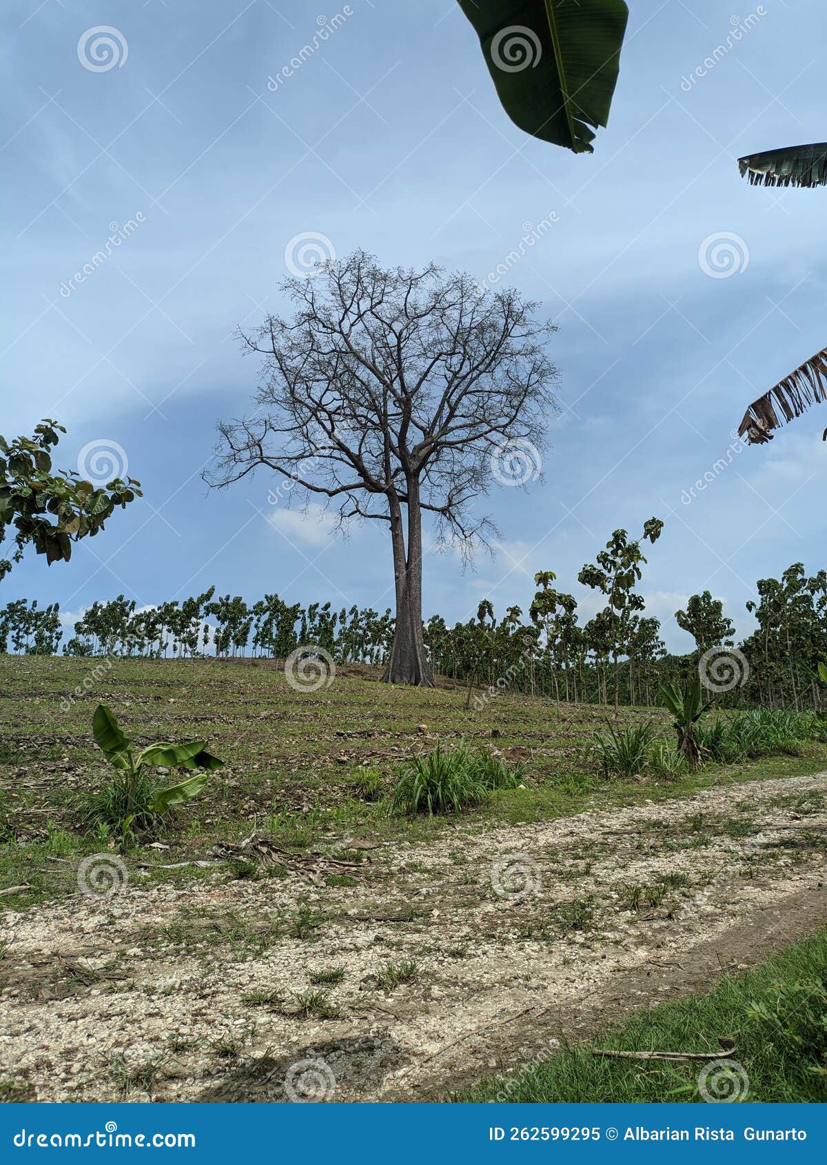 A Large Tree Standing Alone in the Middle of the Garden. the Leaves are ...