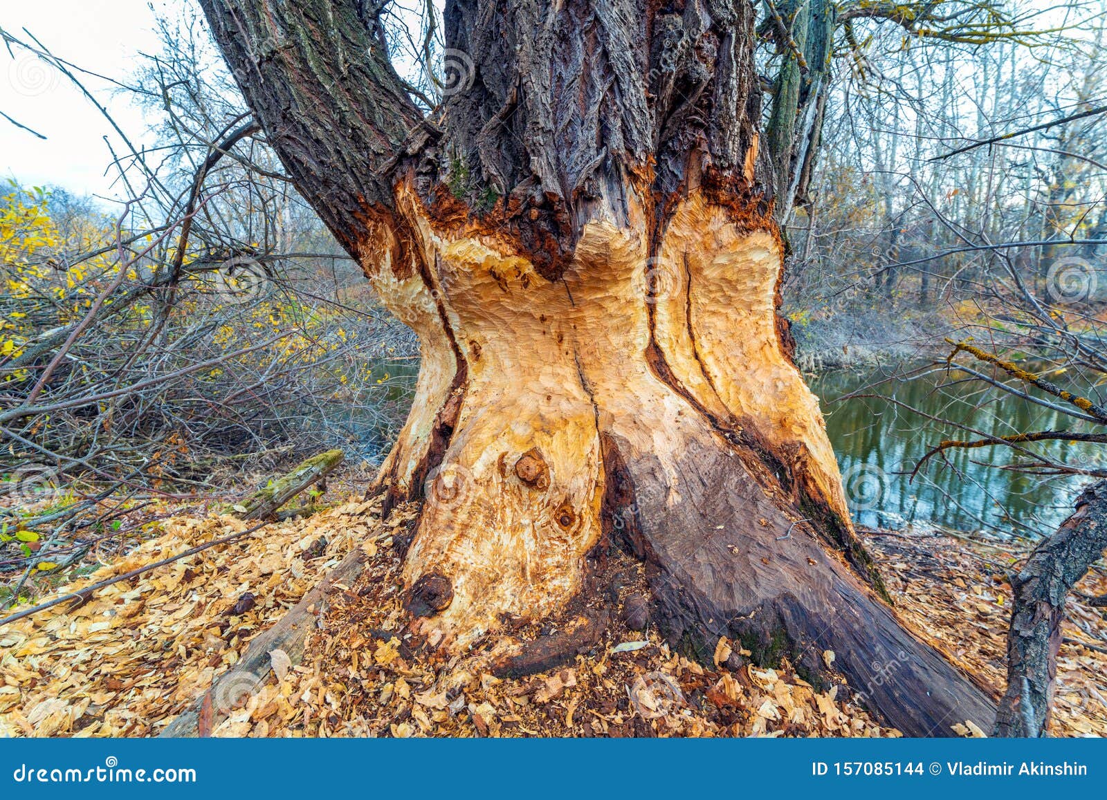 Beavers Gnawed at a Big Tree. Stock Photo - Image of nature, ecologic ...